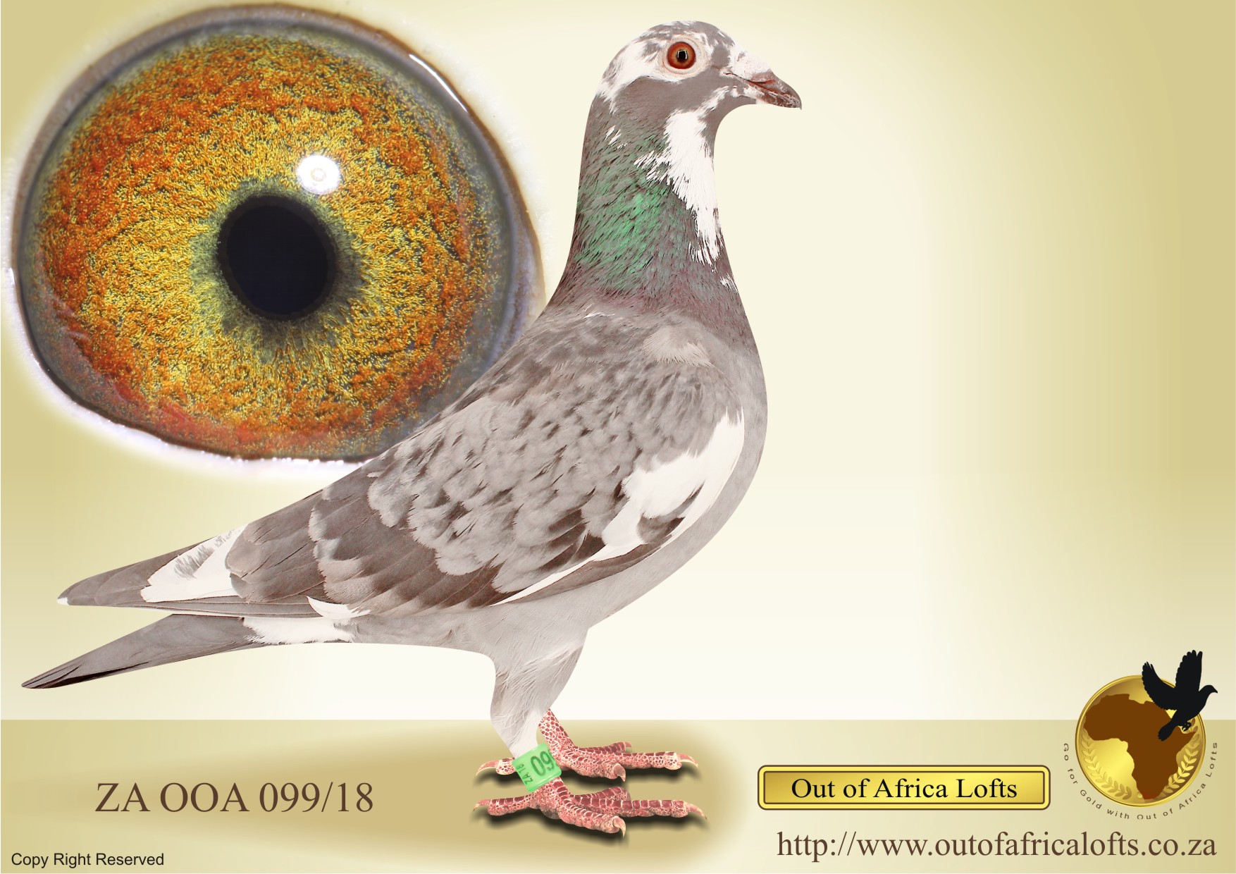 LOT 47: ZA OOA/18 (H) - “ PIED LOCK “ - A Super pigeon in the hand with ...