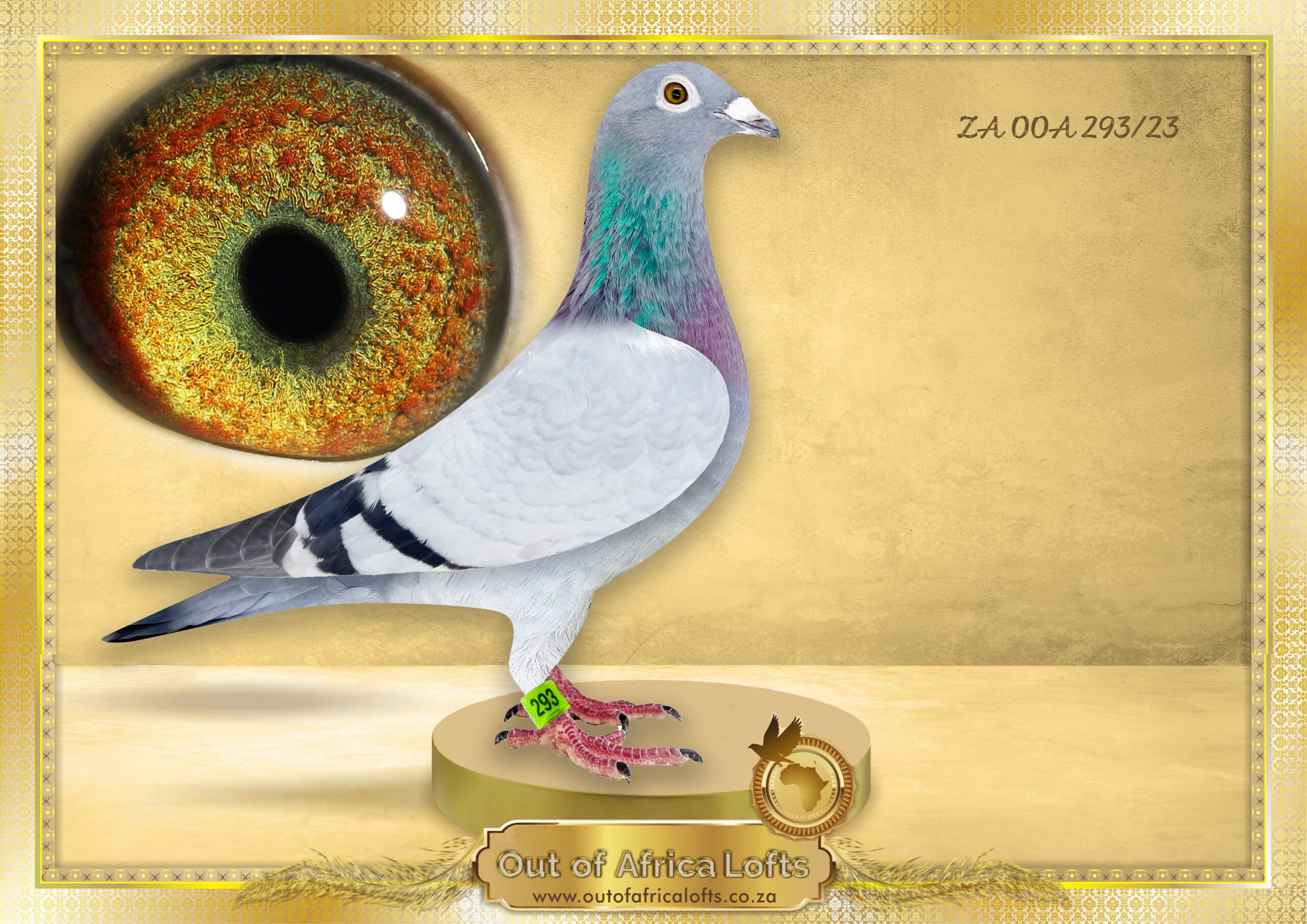 LOT 32: ZA OOA 293/23 (H) - “ 2 X SUPERBREEDER 810 X 8855 “ - NEWSFLASH ...