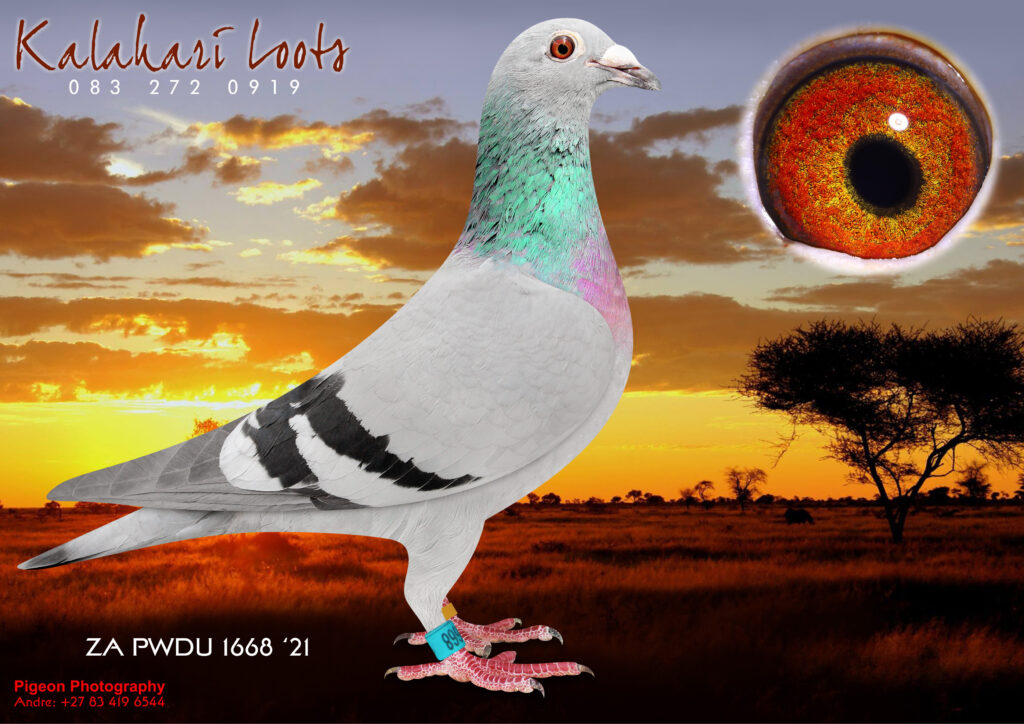 LOT 37: ZA 21 PWDU 1668 (C) - JJJ/GANUS - ***WHAT A SUPER BRED PIGEON ...
