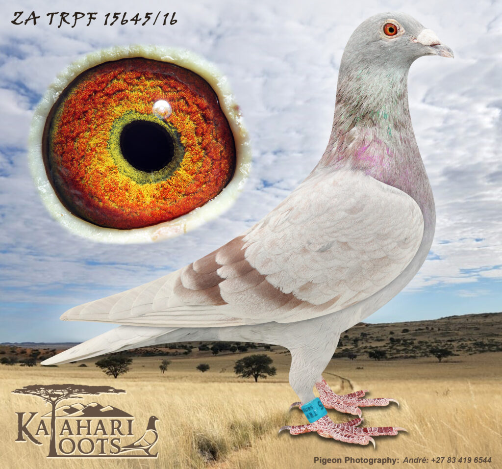 LOT 34: ZA 16 TRPF 15645 (C) - !!! STUDY THE PEDIGREE !!! - THE SIRE - 08649 ZA 15 - Bred from ...