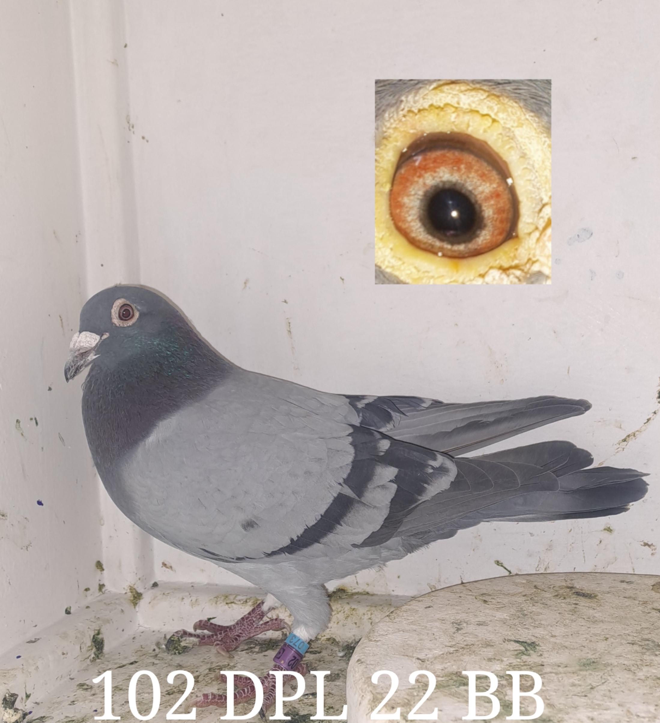 LOT 14: ZA 22 DPL 102 (C) - **** STUDY THE PEDIGREE **** - BRED FROM THE VERY BEST PUTTERIE ...