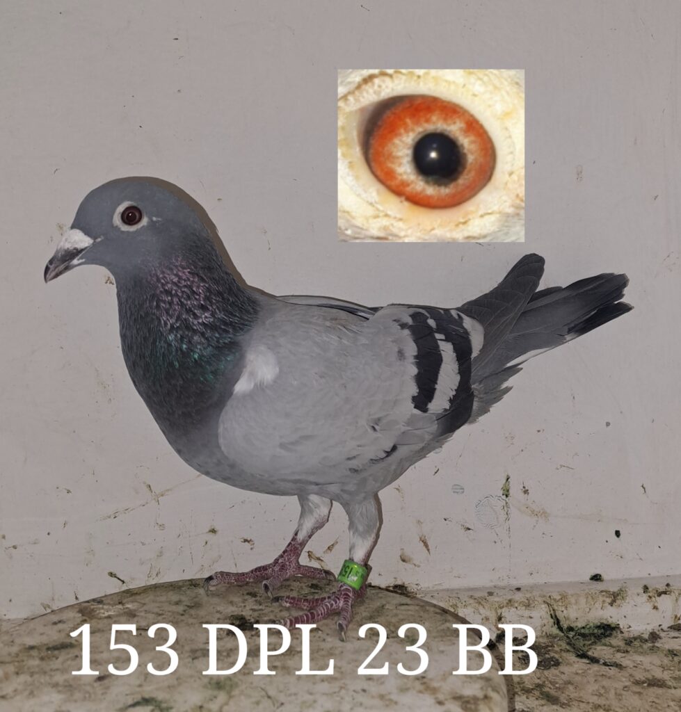 LOT 15: ZA 22 DPL 153 (H) - **** WHAT A SUPER BRED TOM LOCK **** - THE SIRE - DIRECT SON OF THE ...