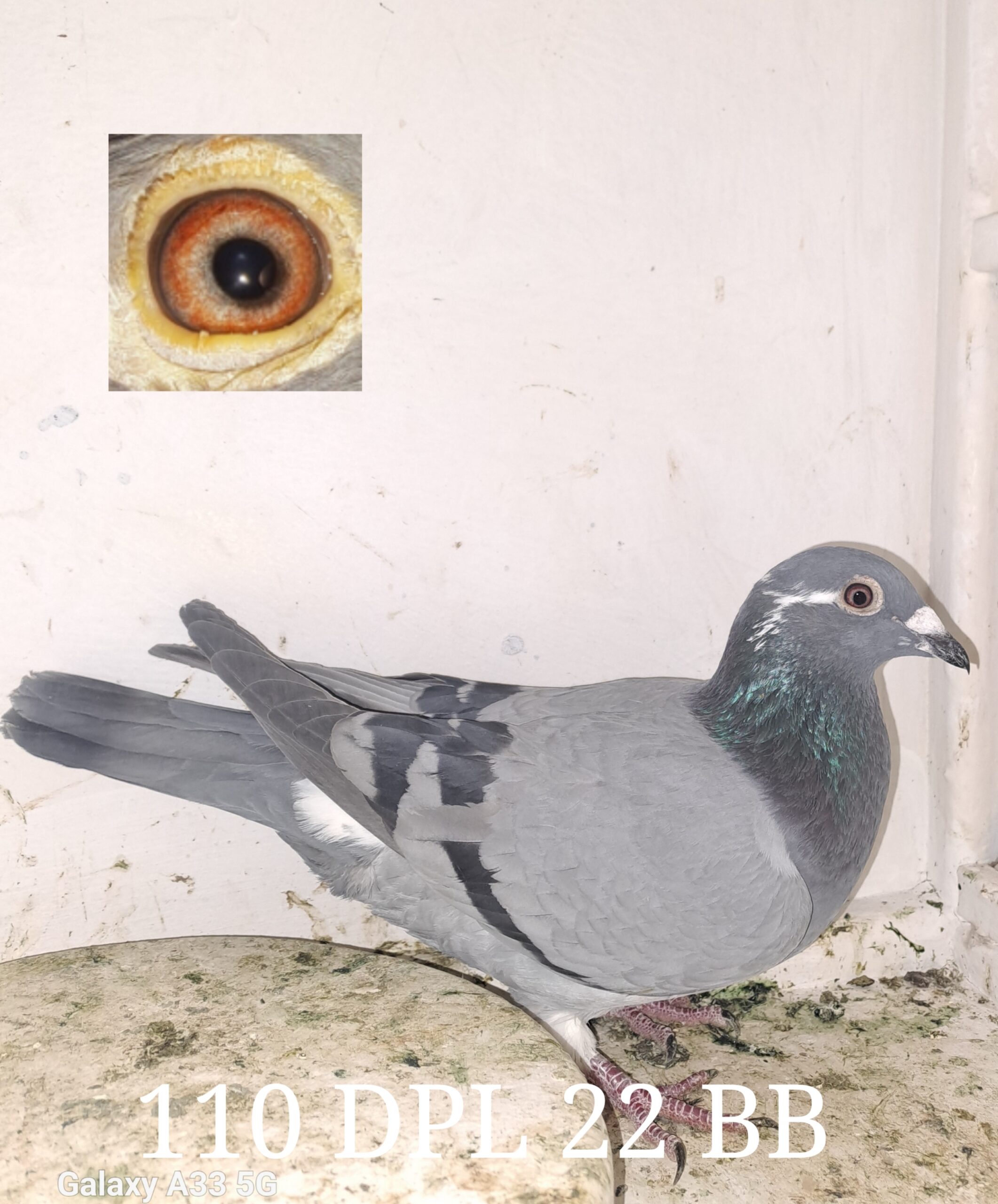 LOT 10: ZA 22 DPL 110 (H) - *** STUDY THE PEDIGREE *** - THE SIRE - BRED FROM THE VERY BEST TOM ...