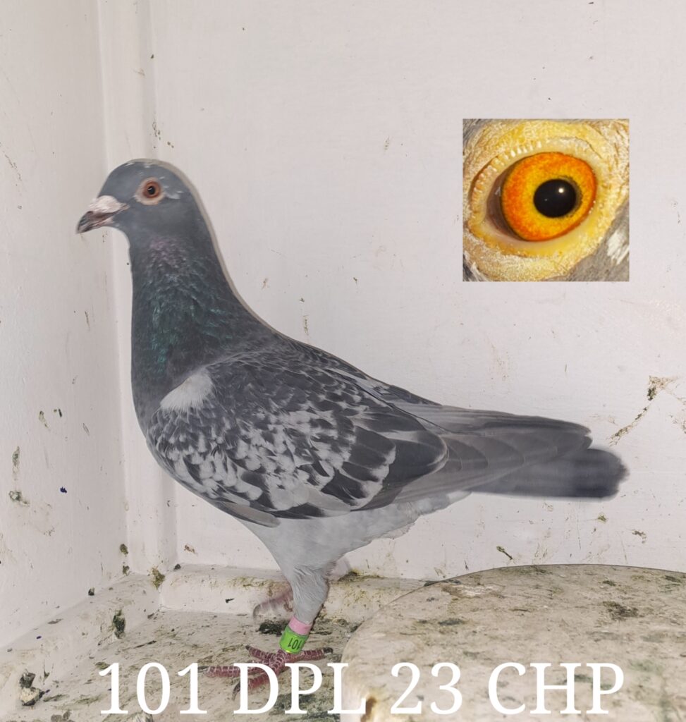 LOT 16: ZA 23 DPL 101 (H) - **** STUDY THE PEDIGREE *** - THE SIRE - BRED FROM THE VERY BEST ...