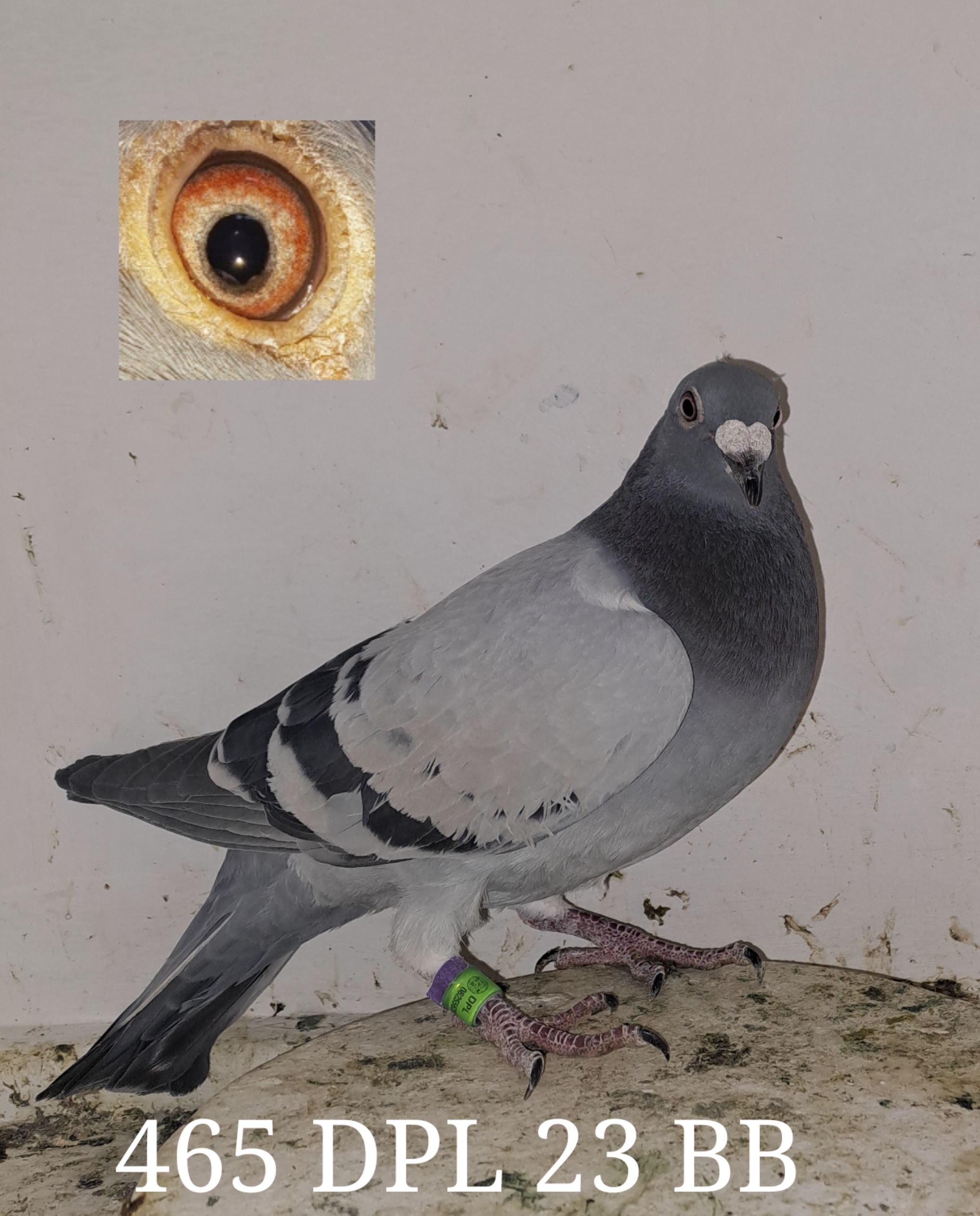 LOT 13: ZA 23 DPL 465 (H) - **** STUDY THE PEDIGREE *** - THE SIRE - JAN AARDEN COCK - THE DAM ...