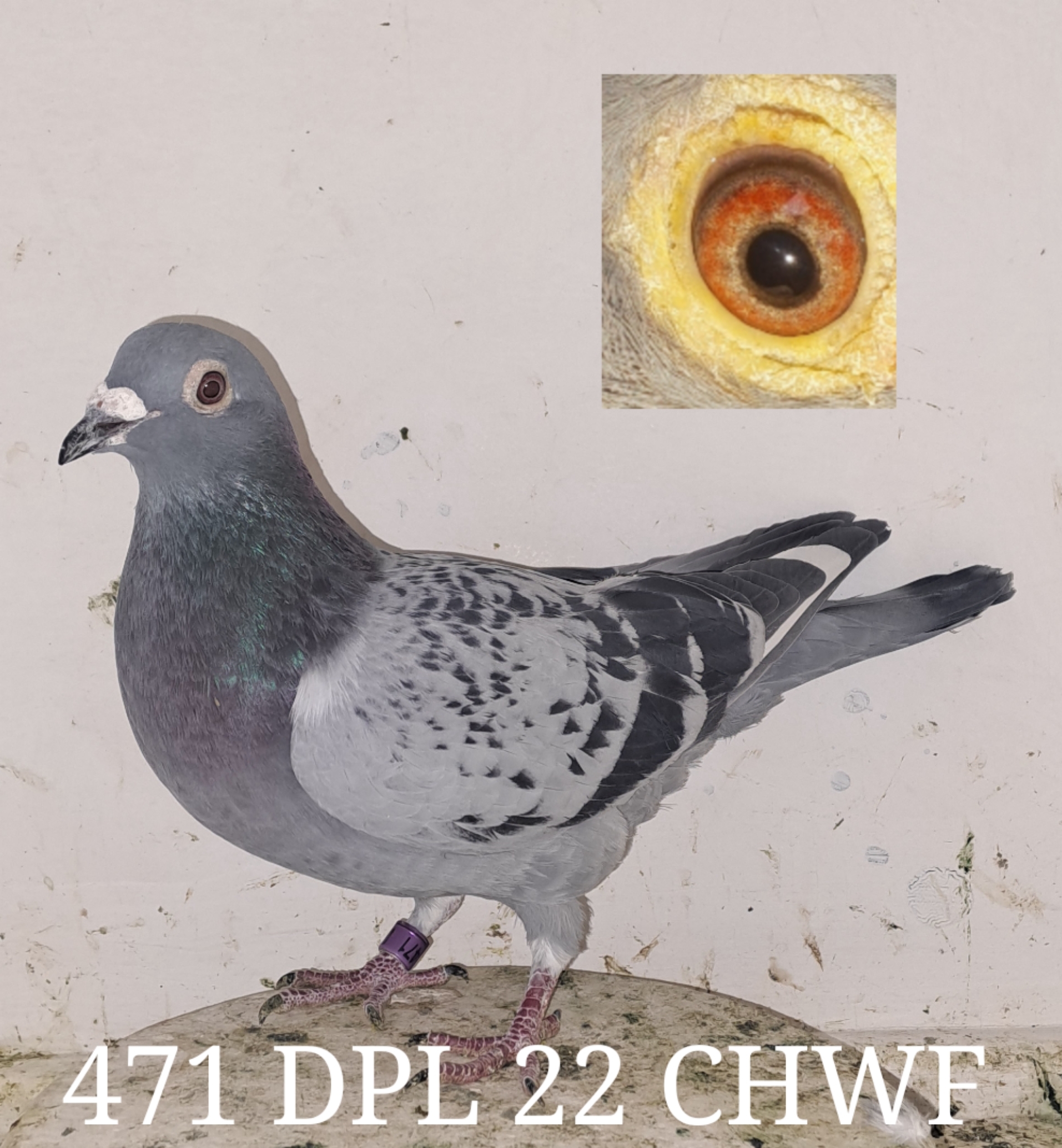 LOT 313: ZA 22 DPL 471 (H) - STUDY THE PEDIGREE - THE SIRE - Grandchild from the topracer ...