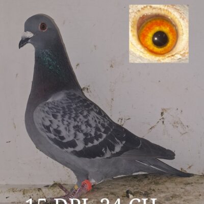 Best Pigeon - Online Auctions | Racing Pigeons | South Africa