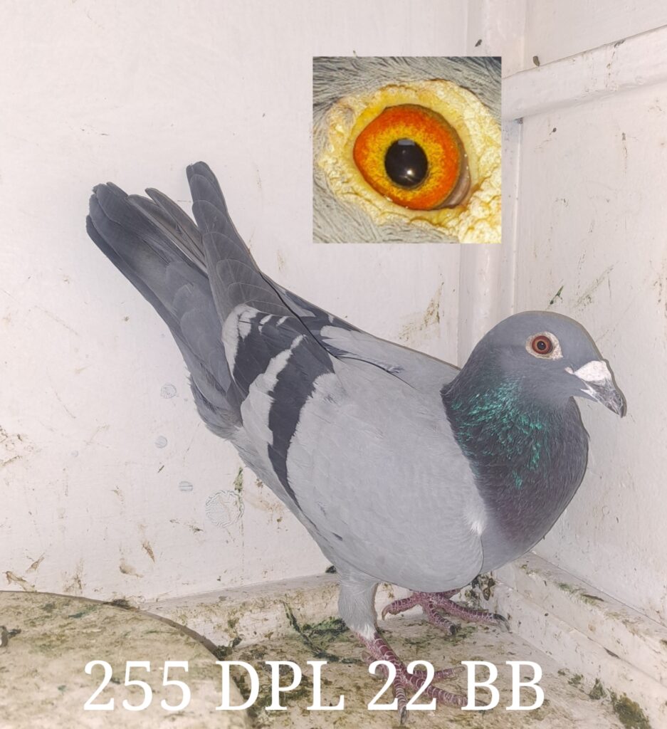 LOT 309: ZA 22 DPL 255 (H) - THE SIRE – BRED BACK TO 3149970 09 BE – This Rik Cool – Bliksem ...