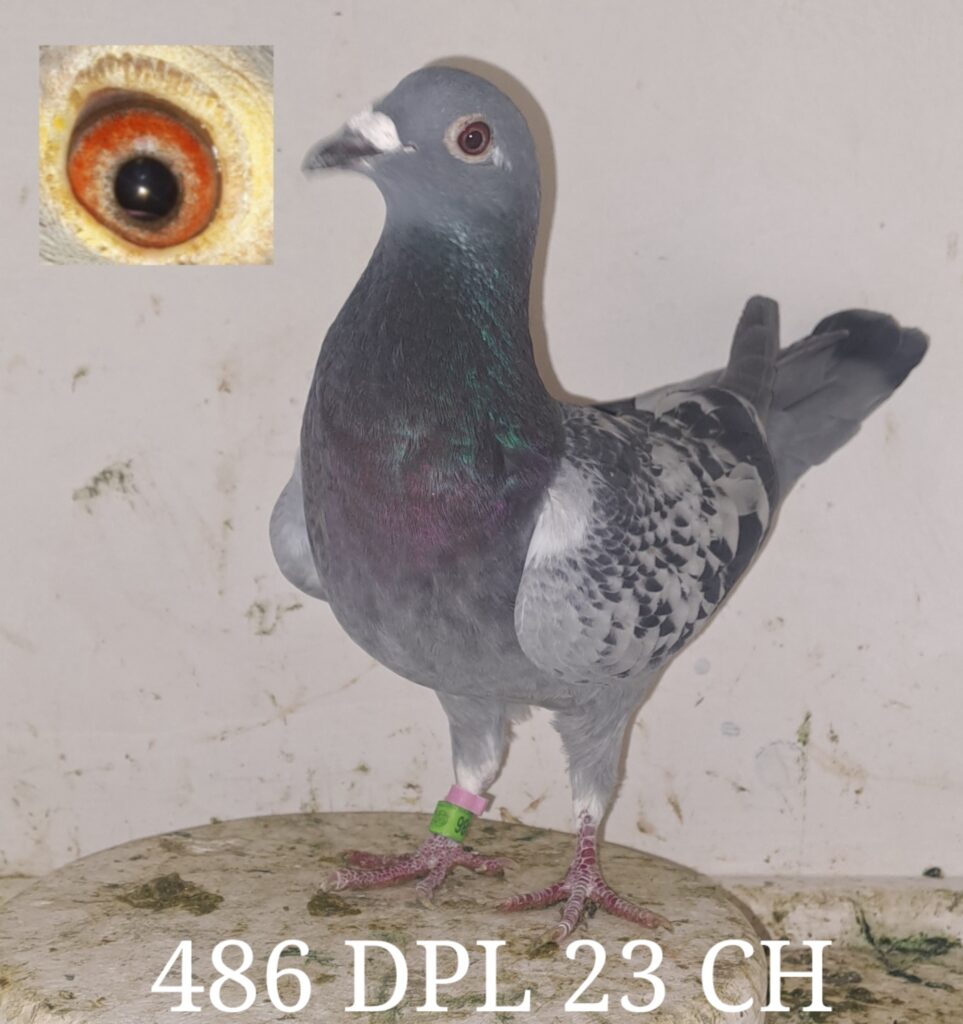 LOT 306: ZA 23 DPL 486 (H) - STUDY THE PEDIGREE - THE SIRE - A SUPER ...