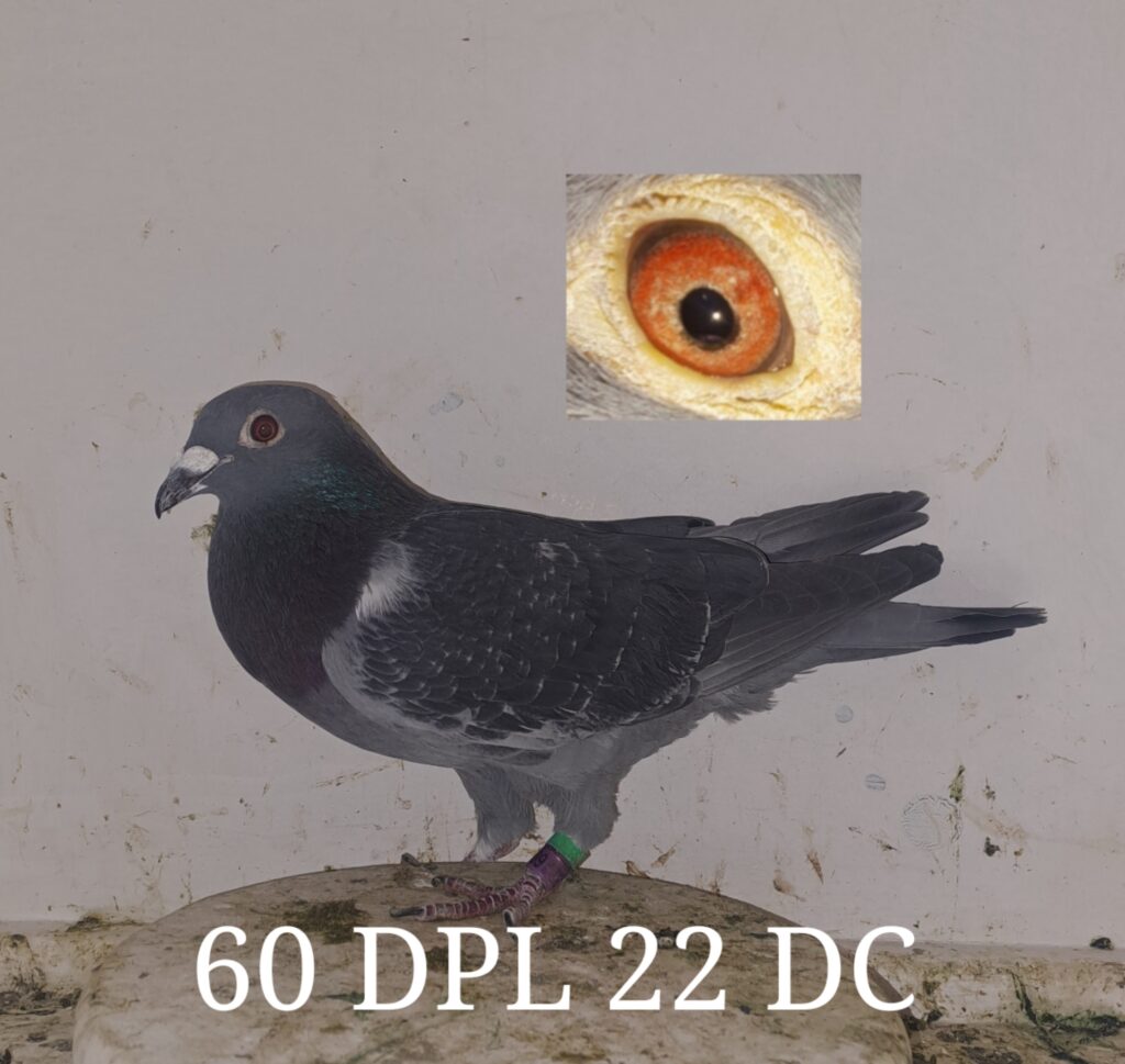 LOT 302: ZA 22 DPL 60 (H) - SUPER RACER FOR DPL LOFTS - THE SIRE - Sire Inbred Kannibaal from ...