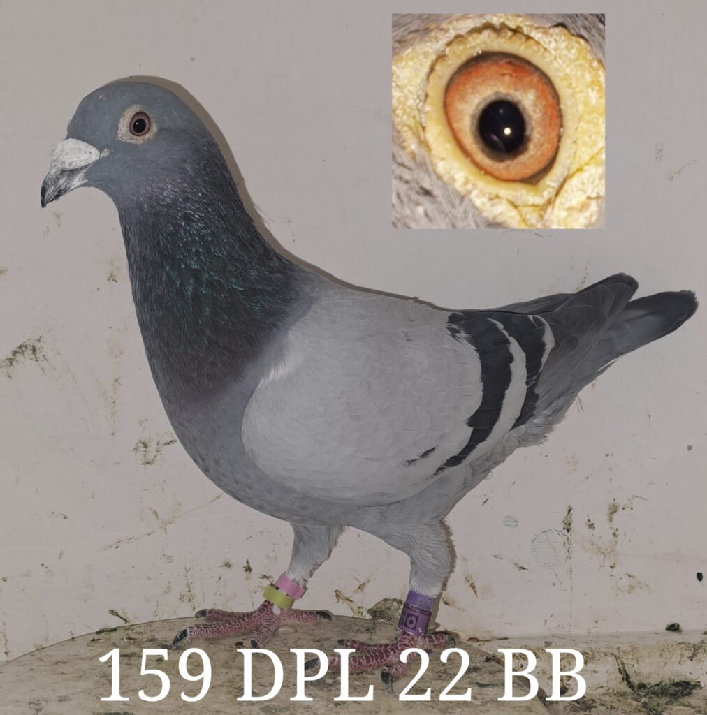 LOT 43: ZA 22 DPL 159 (H) - *** STUDY THE PEDIGREE *** - BRED BACK TO - 15467 11 ZA - 3 x winner ...