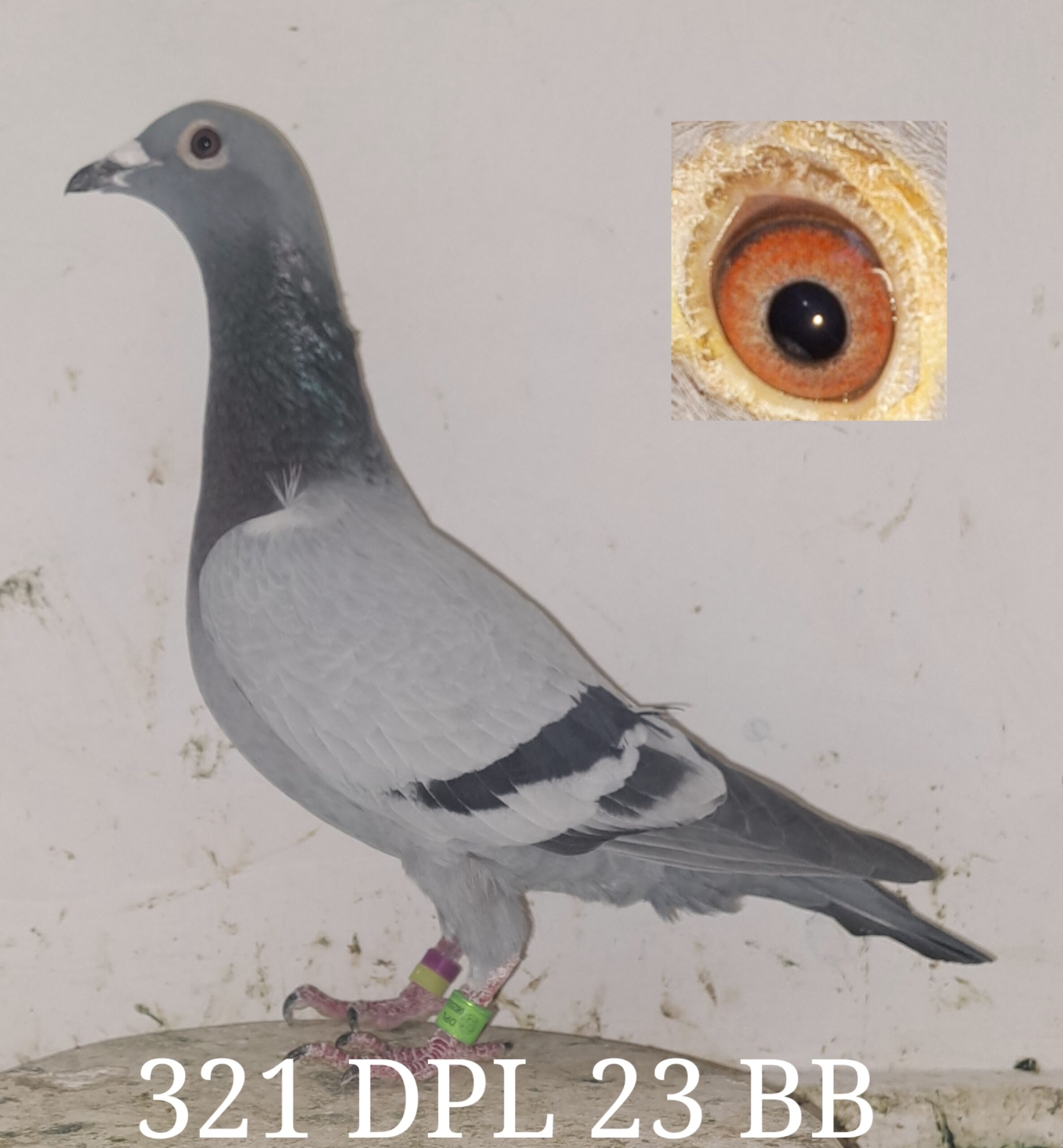 LOT 42: ZA 23 DPL 321 (H) - THE SIRE - BRED BACK TO THE SUPER SUNNY GOLD - THE DAM - A SUPER ...