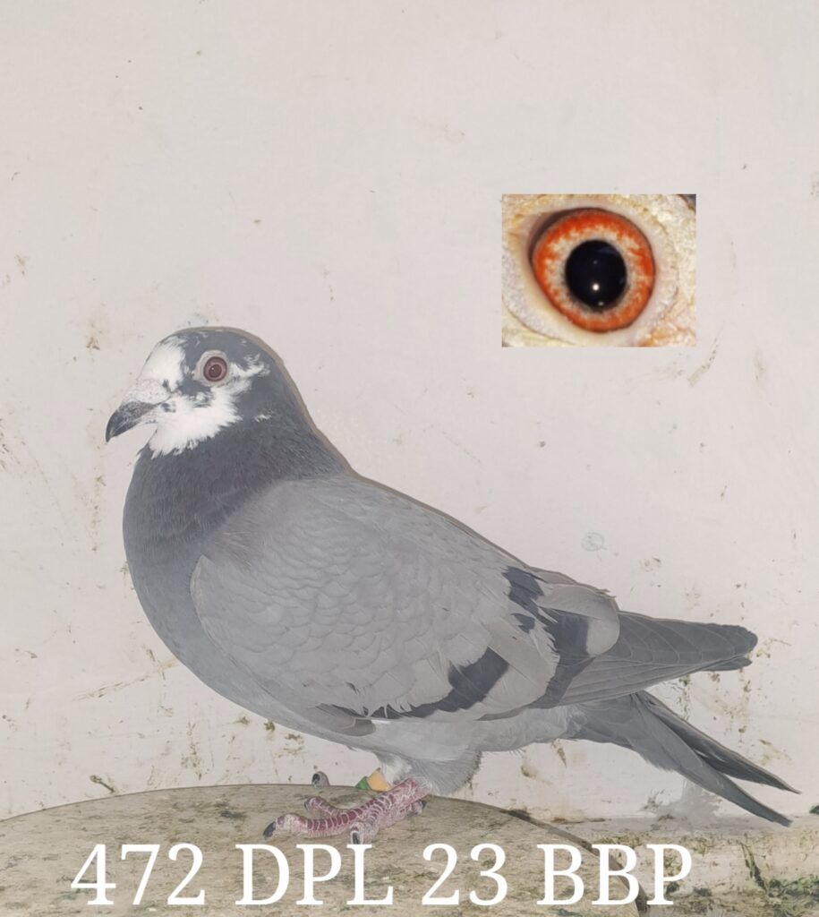 LOT 38: ZA 23 DPL 472 (H) - THE SIRE - BRED FROM THE VERY BEST GANUS - GADDIN GENETICS - THE DAM ...