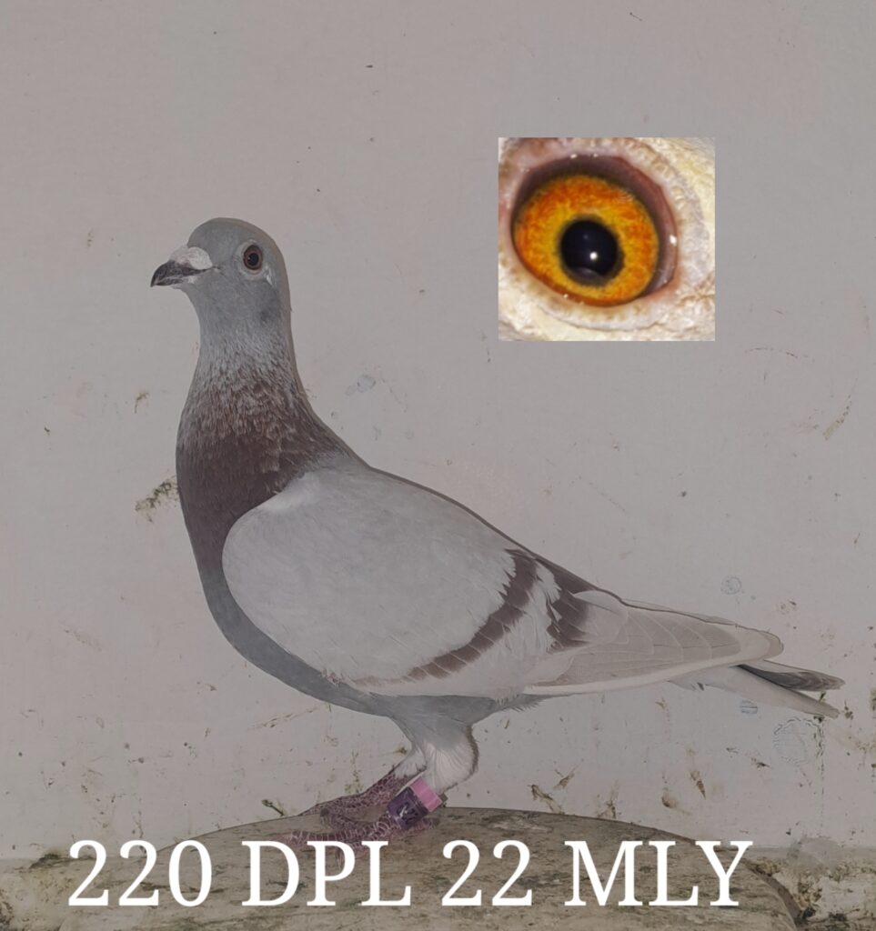 LOT 33: ZA 22 DPL 220 (H) - *** STUDY THE PEDIGREE *** - THE SIRE - BRED FROM THE VERY BEST OF ...