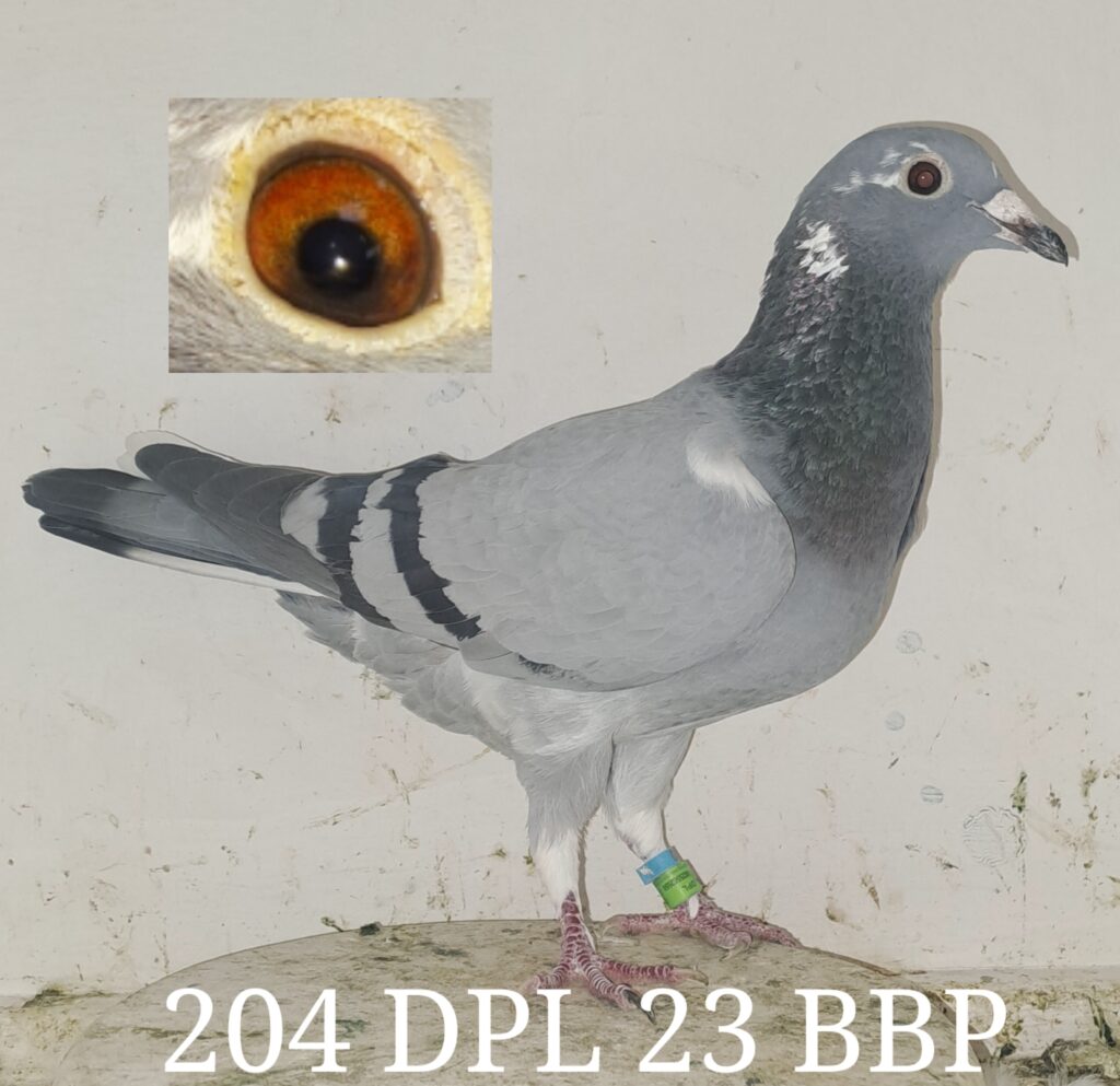 LOT 31: ZA 23 DPL 204 (H) - THE SIRE – Inbred Spritzy Royalty with Alfons Klaas Blood – THE DAM ...