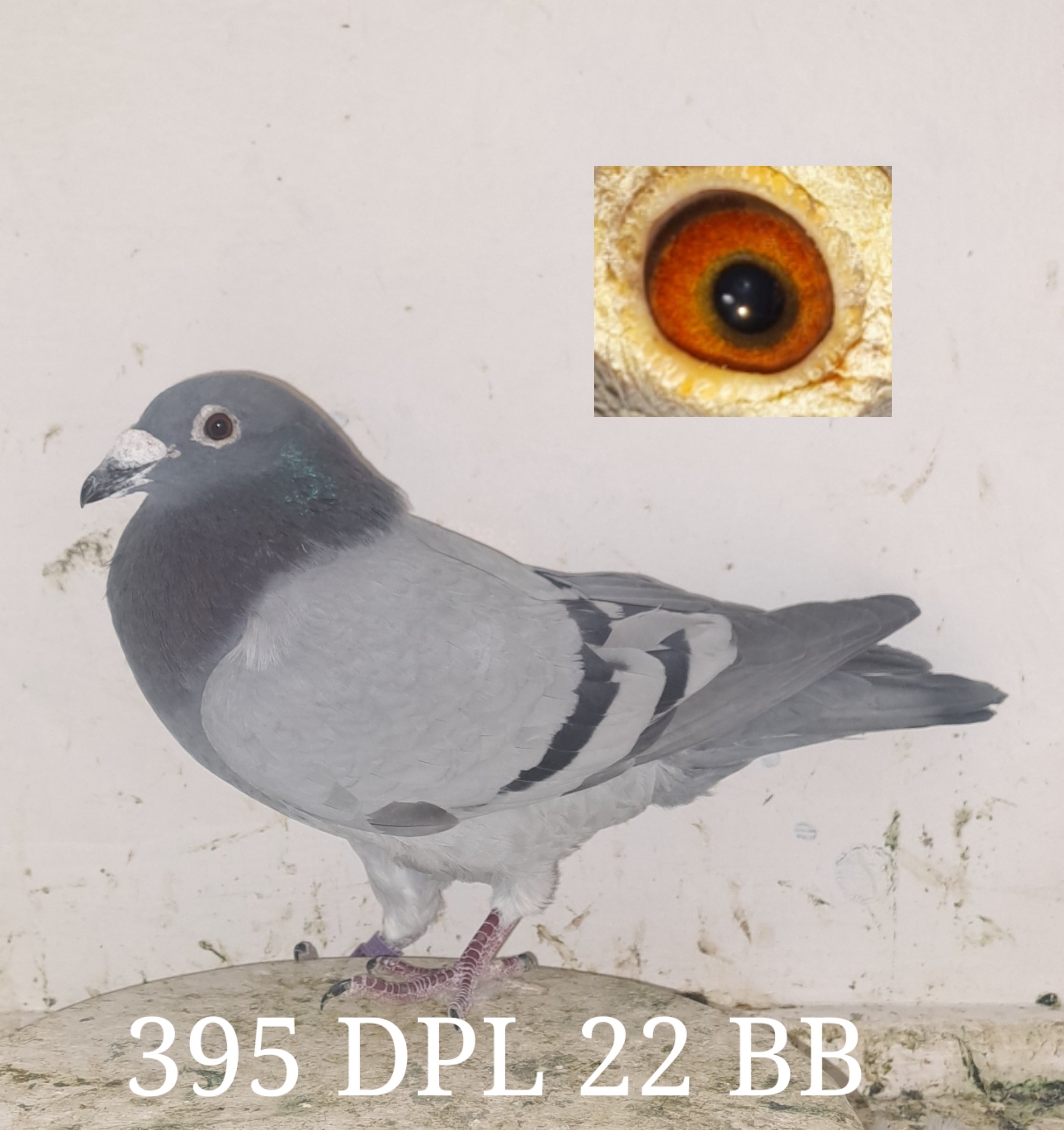 LOT 29: ZA 22 DPL 395 (H) - BRED FROM THE VERY BEST PUTTERIE GENETICS - STUDY THE PEDIGREE AND ...