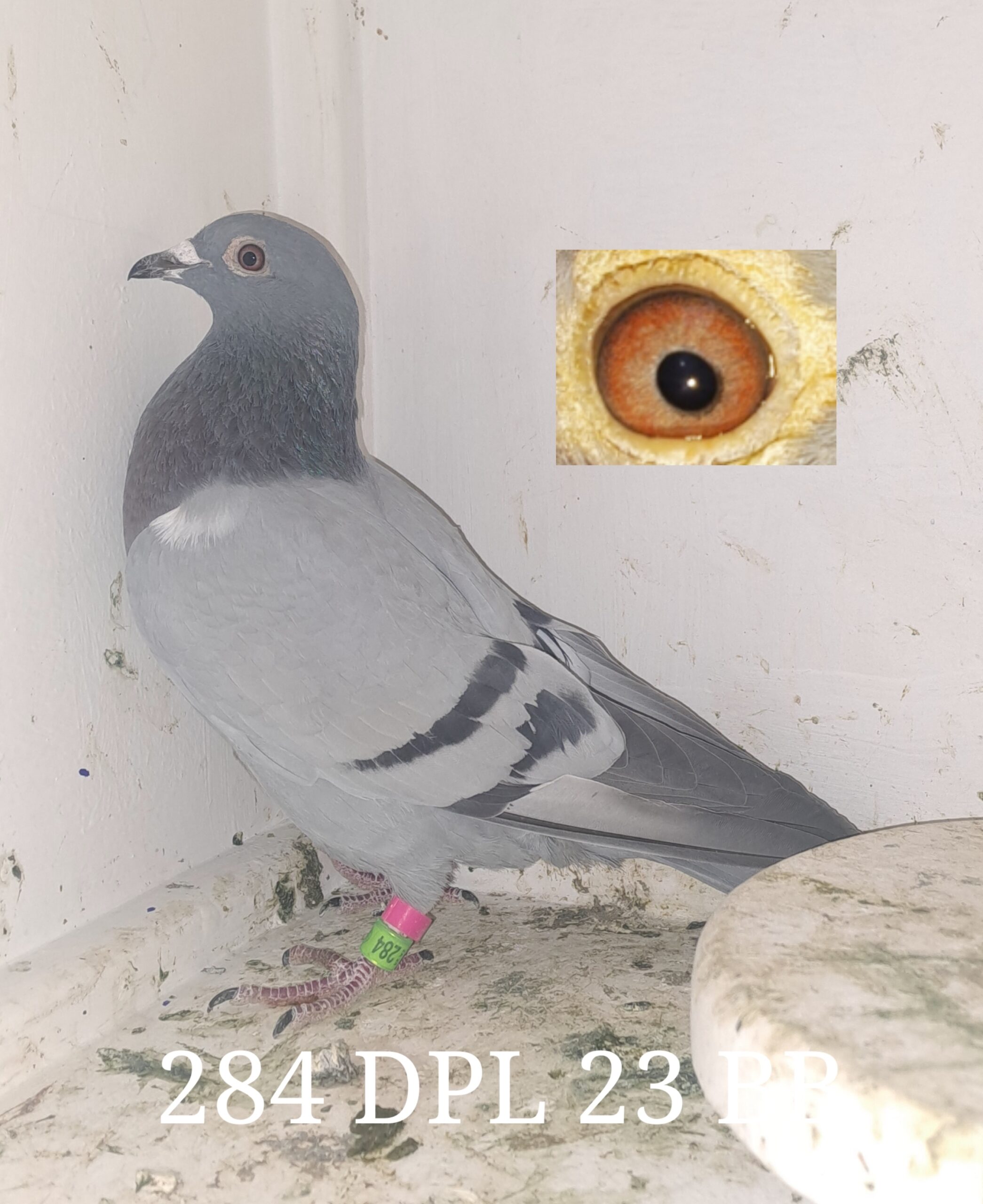 LOT 25: ZA 23 DPL 284 (H) - THE SIRE - BRED FROM THE VERY BEST HARRY - BIRDY GENETICS - THE DAM ...