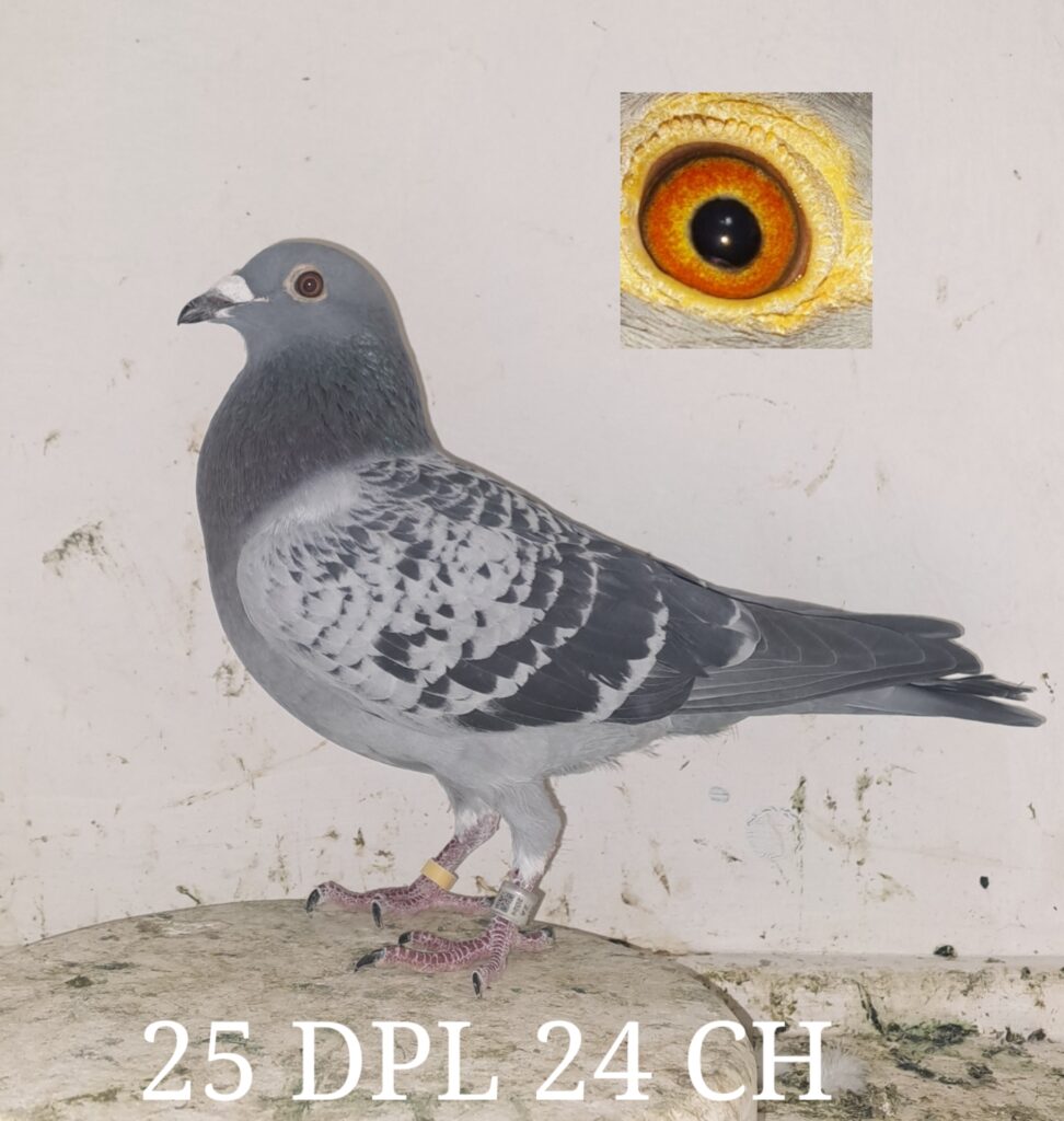 LOT 24: ZA 24 DPL 25 (C) - THE SIRE - BRED FROM THE VERY BEST GABY VAN DENABEELE GENETICS - THE ...