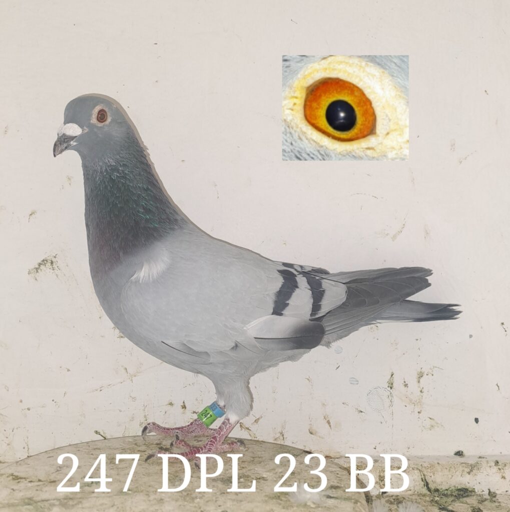 LOT 20: ZA 23 DPL 247 (H) - BOUGHT FROM CORRIE NAUDE AND DANIE BARNARD – BRED FROM THE VERY BEST ...