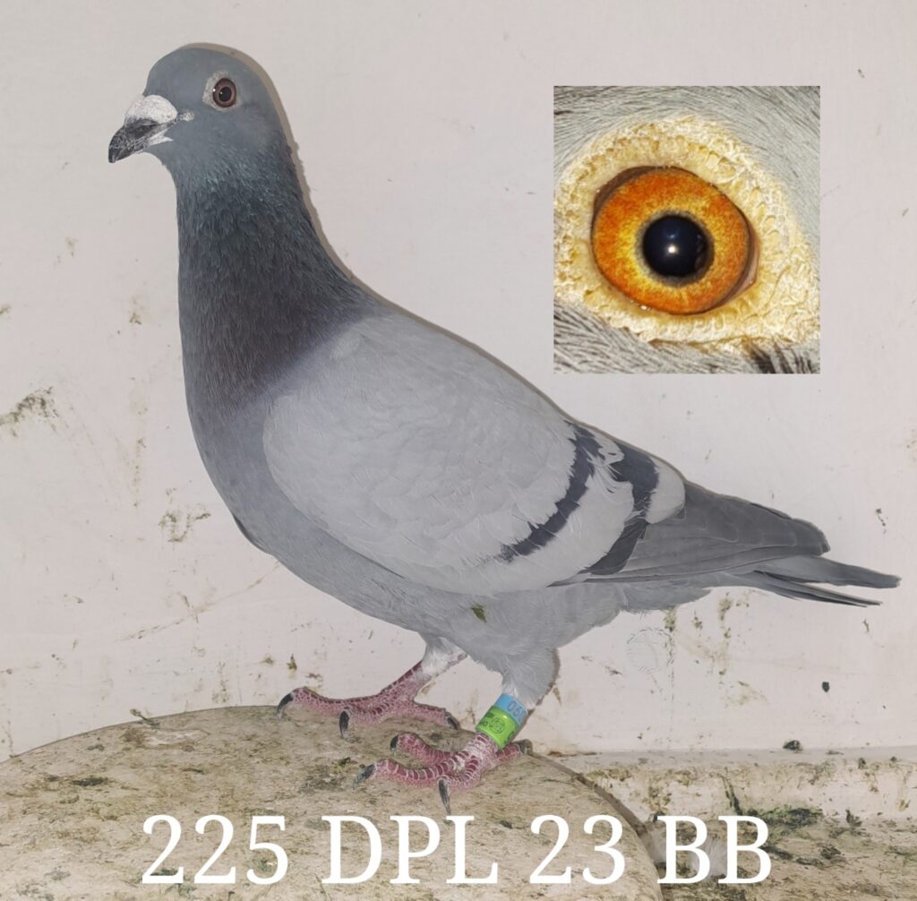 LOT 17: ZA 23 DPL 225 (H) - BOUGHT FROM CORRIE NAUDE AND DANIE BARNARD - BRED FROM THE VERY BEST ...