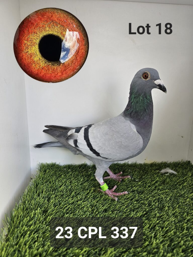 LOT 18: ZA 23 CPL 337 (H) - ENTERED BY: HOT ROD RACING - 10TH RACE 5 - 20TH FINAL RACE - 18TH ...