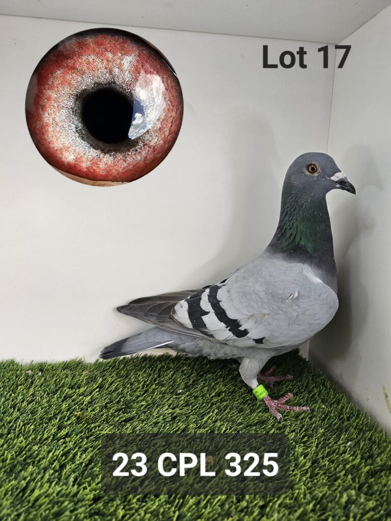 LOT 17: ZA 23 CPL ZA 325 (H) - ENTERED BY: HOT ROD RACING - 8TH RACE 5 - 17TH ACE BIRD - STUDY ...