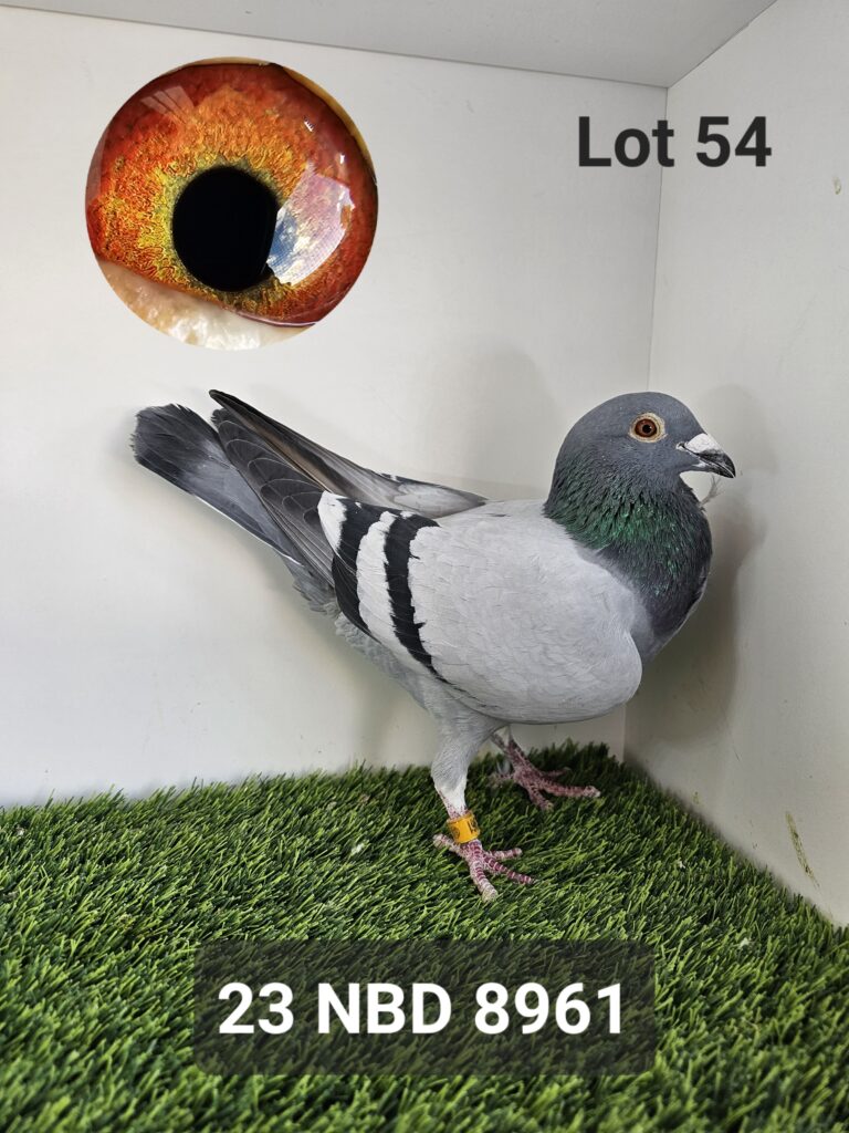 LOT 54: ZA 23 NBD 8961 (C) - ENTERED BY: DE WET EN HUNTER - 10TH RACE 4 ...