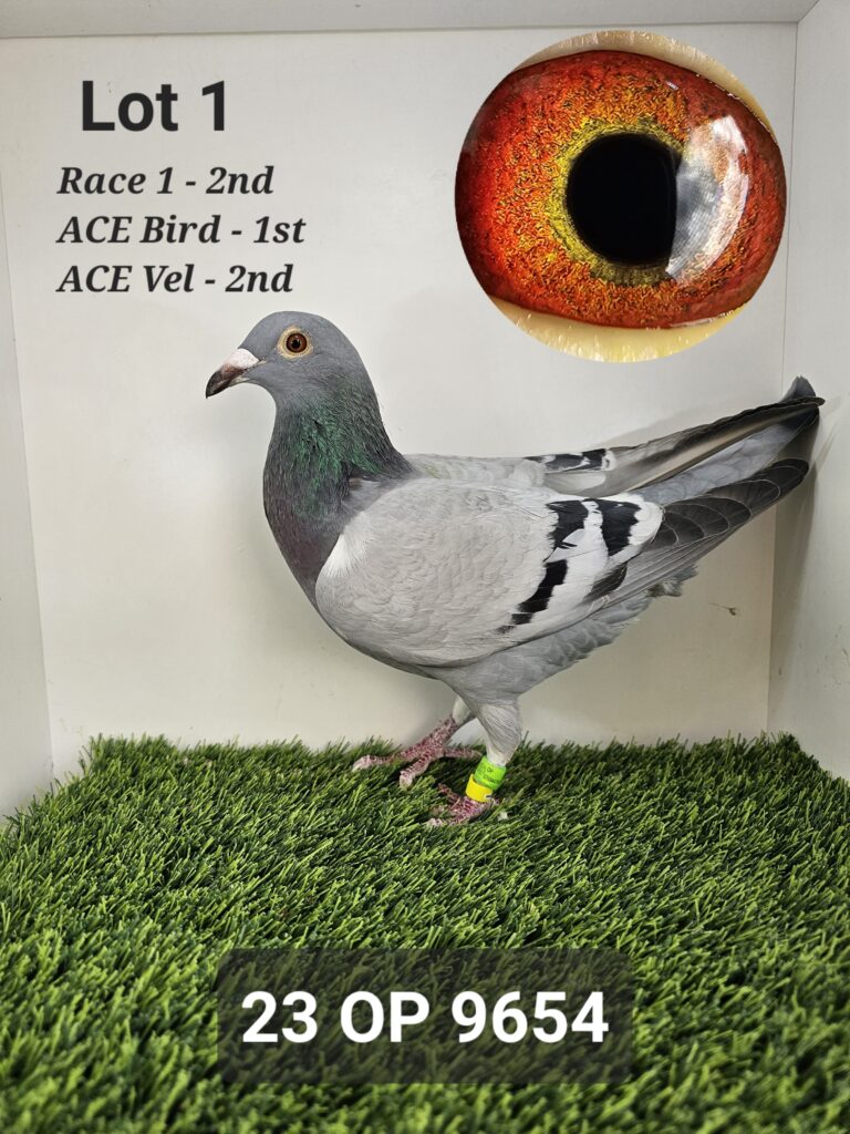 LOT 1: ZA 23 OP 9654 (H) - ENTERED BY: PARKER LOFTS - 1ST RACE 2 - 1ST ACE BIRD - 2ND ACE ...