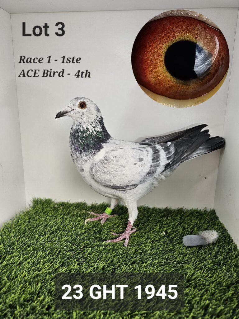 LOT 3: ZA 23 GHT 1945 (H) - ENTERED BY: IAN DOYLE - 4TH ACE BIRD - 1ST ...