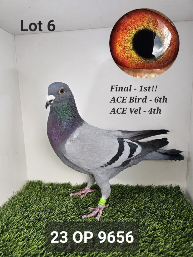 LOT 6: ZA 23 OP 9656 (C) - ENTERED BY: PARKER LOFTS - 1ST FINAL RACE ...