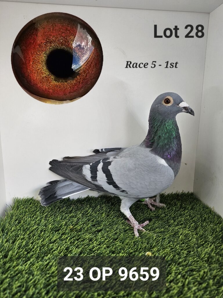 LOT 28: ZA 23 OP 9659 (H) - ENTERED BY: PARKER LOFTS - 14TH RACE 2 - 1ST RACE 5 - 29TH FINAL ...