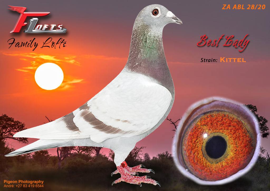 LOT 3: ZA 20 ABL 28 (H) - *** STUDY THE PEDIGREE *** - BRED FROM THE ...