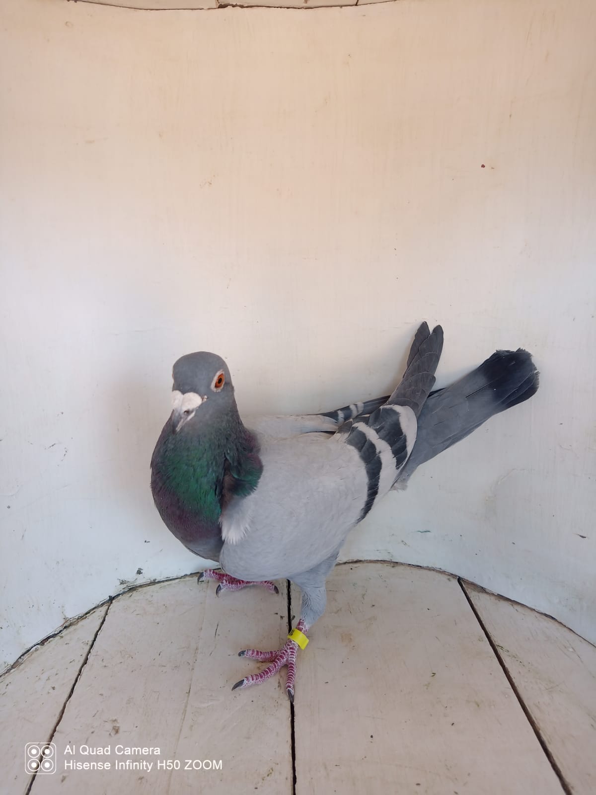 LOT 3: ZA 22 BWES 00058 (H) - EINKAMERER - THE SIRE - "SYLVERN ...