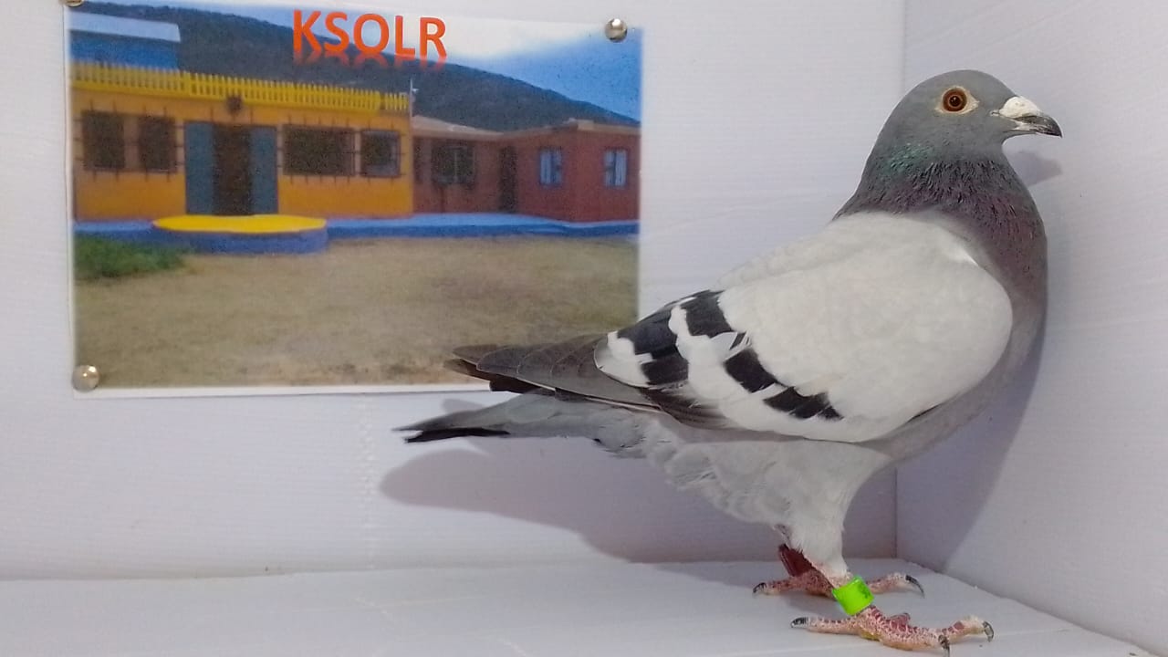 LOT 43: ZA 23 OPDP 26 (H) - ENTERED BY: RIAAN LAMPBRECHT - BRED FROM ...