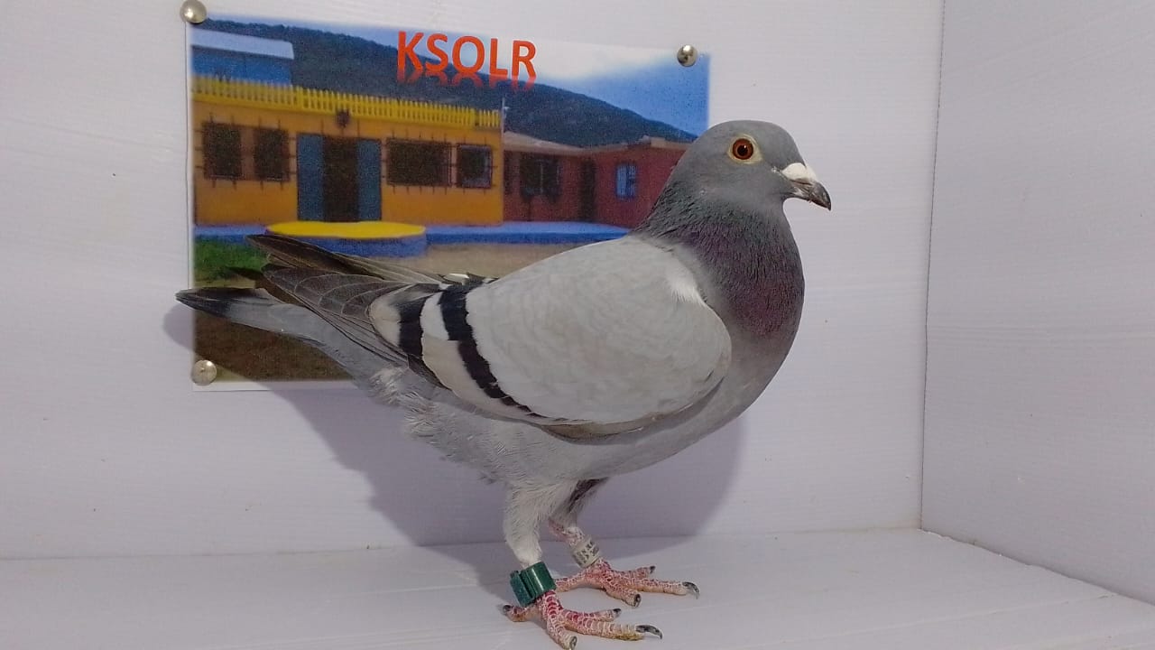 LOT 44: ZA OPCRPC 454 (H) - ENTERED BY: JOHN GROBLER - BRED FROM SUPER ...