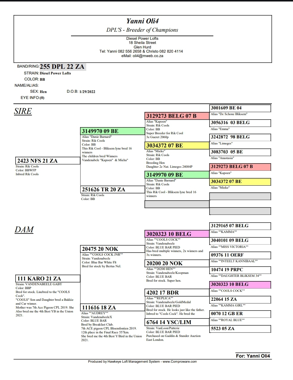LOT 309: ZA 22 DPL 255 (H) - THE SIRE – BRED BACK TO 3149970 09 BE – This Rik Cool – Bliksem ...