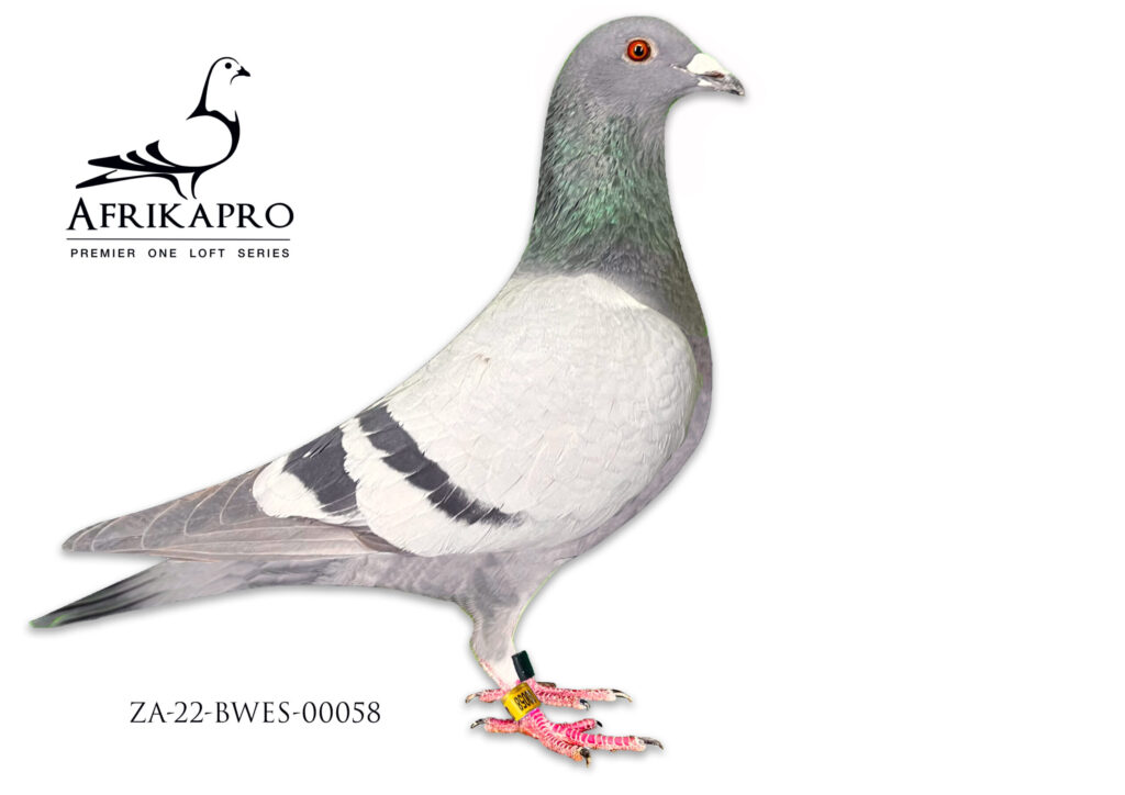 LOT 3: ZA 22 BWES 00058 (H) - EINKAMERER - THE SIRE - "SYLVERN ...