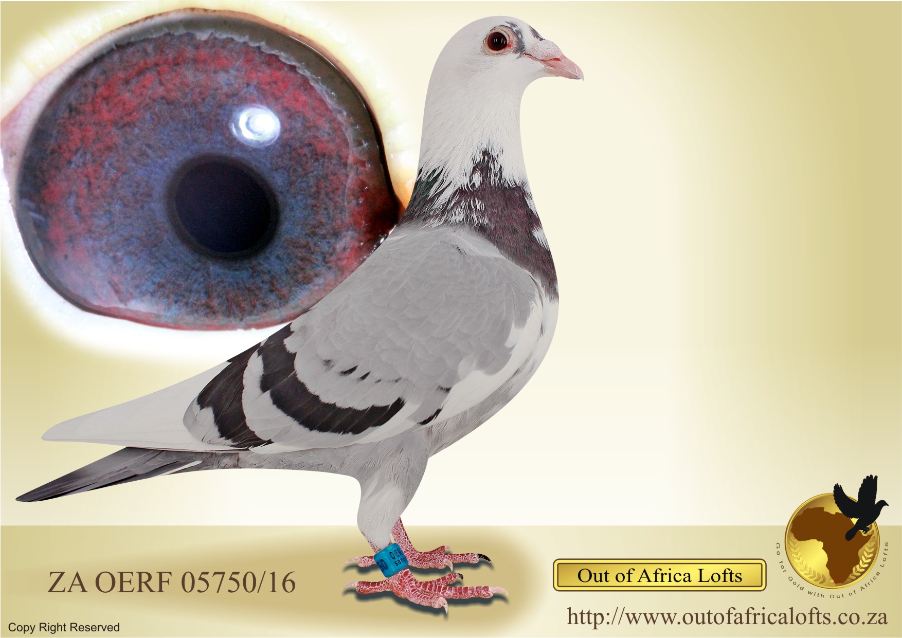 LOT 8: ZA OERF 05750/16 (H) - “ BEAUTY DAUGHTER NR 1 VAN RHYN CLOECKS ...