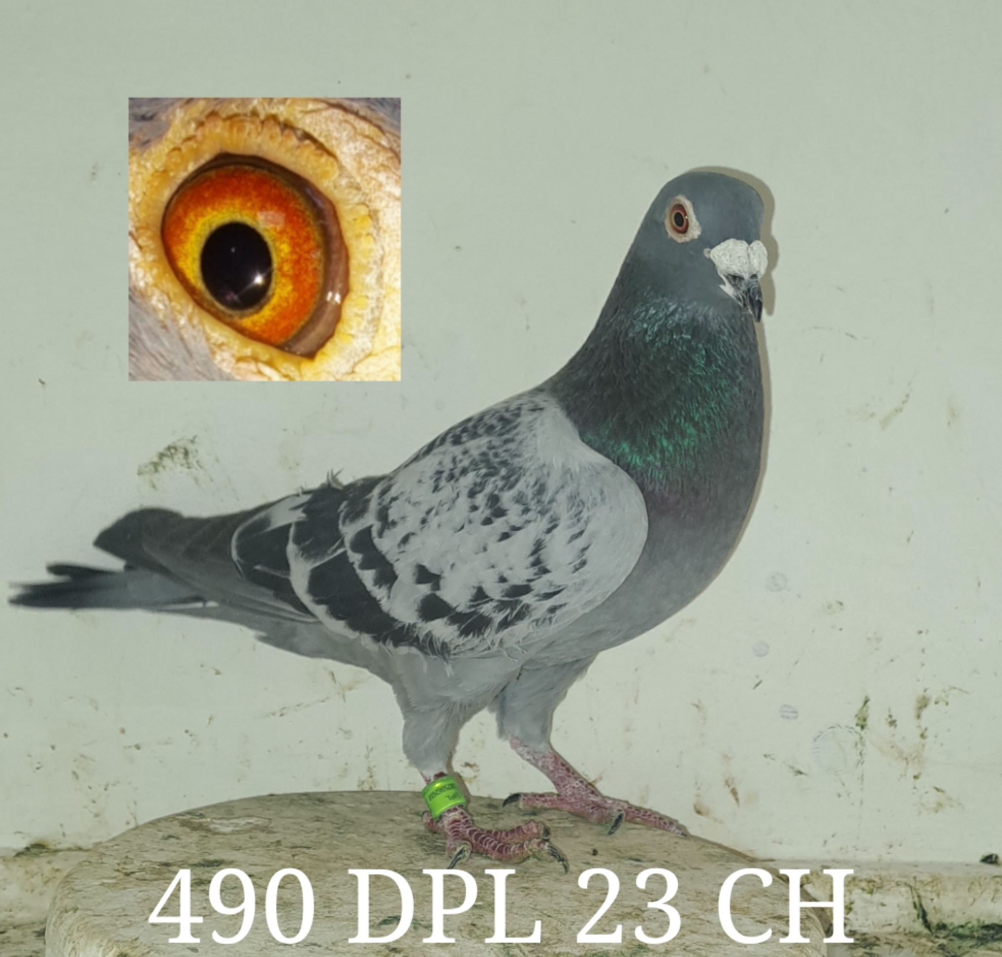 LOT 62: ZA 23 DPL 490 (C) - THE SIRE - Father to 6003 ZA 19 OP winner on the East route and Best ...