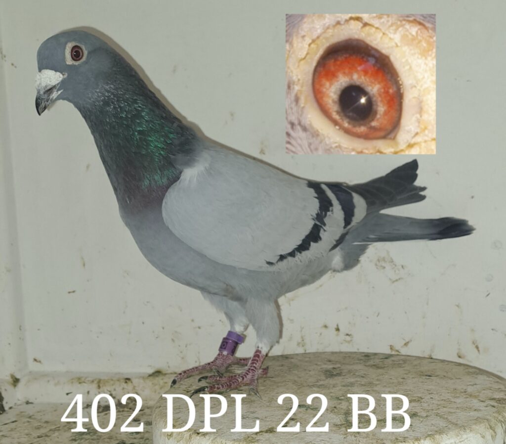 LOT 61: ZA 22 DPL 402 (H) - THE SIRE - A SUPER BRED DANIE BARNARD COCK - THE DAM - SUPER RACER ...