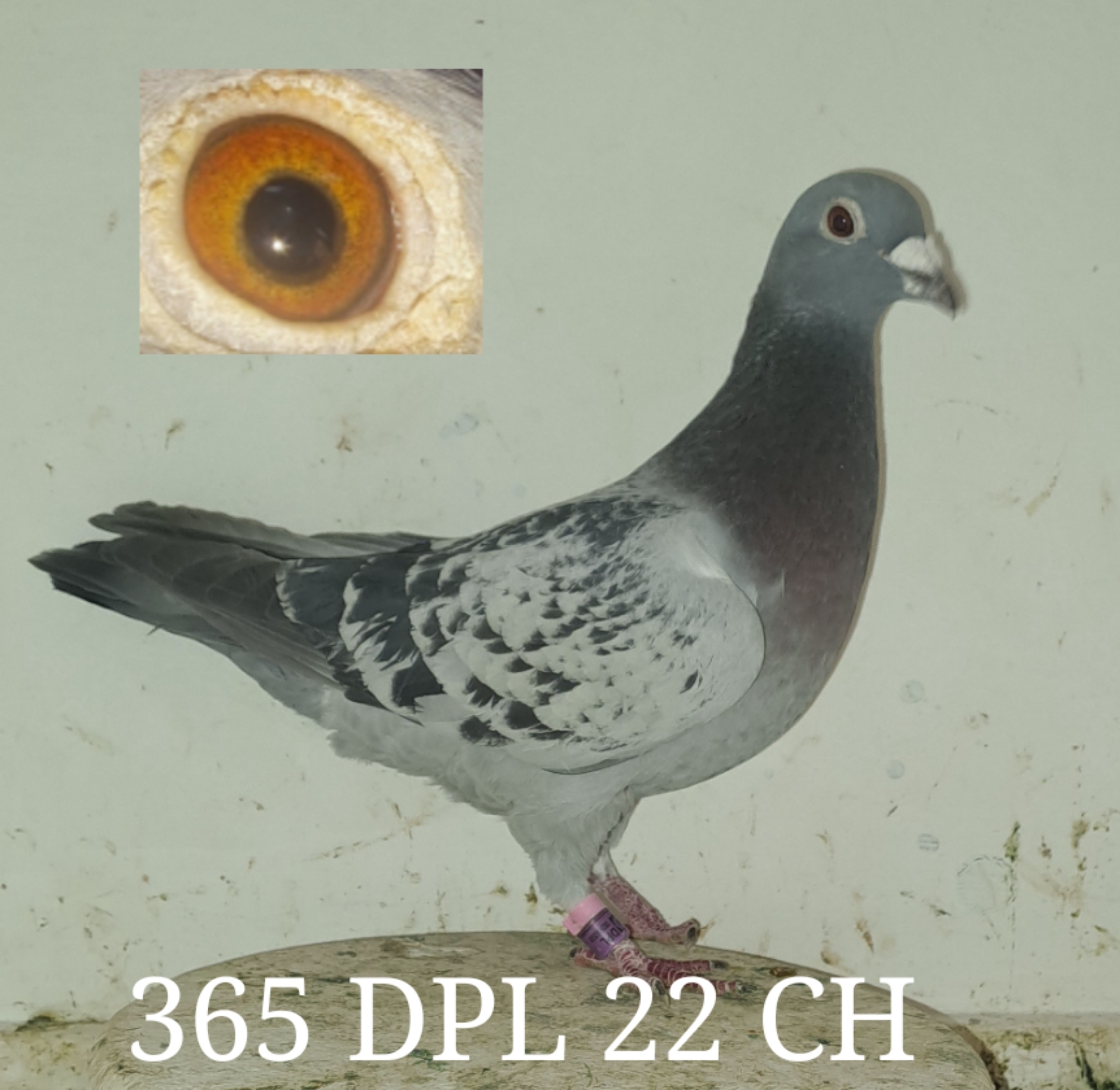 LOT 57: ZA 22 DPL 365 (H) - STUDY THE PEDIGREE - THE SIRE - A SUPER BRED PIGEON FROM THE VERY ...