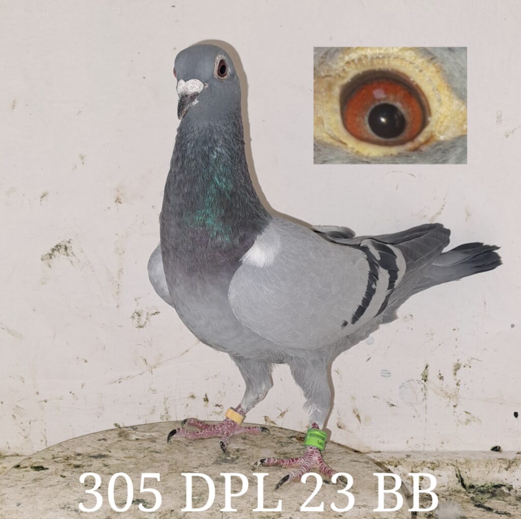 LOT 52: ZA 23 DPL 305 (H) - THE SIRE - BRED FROM THE VERY BEST OF JAN HOOYMANS - KITCHENBRAND ...