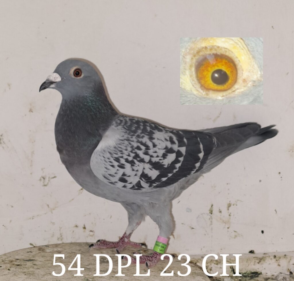 LOT 49: ZA 23 DPL 54 (H) - Sunny Gold & Tom Lock - STUDY THE PEDIGREE - BRED FROM THE VERY BEST ...