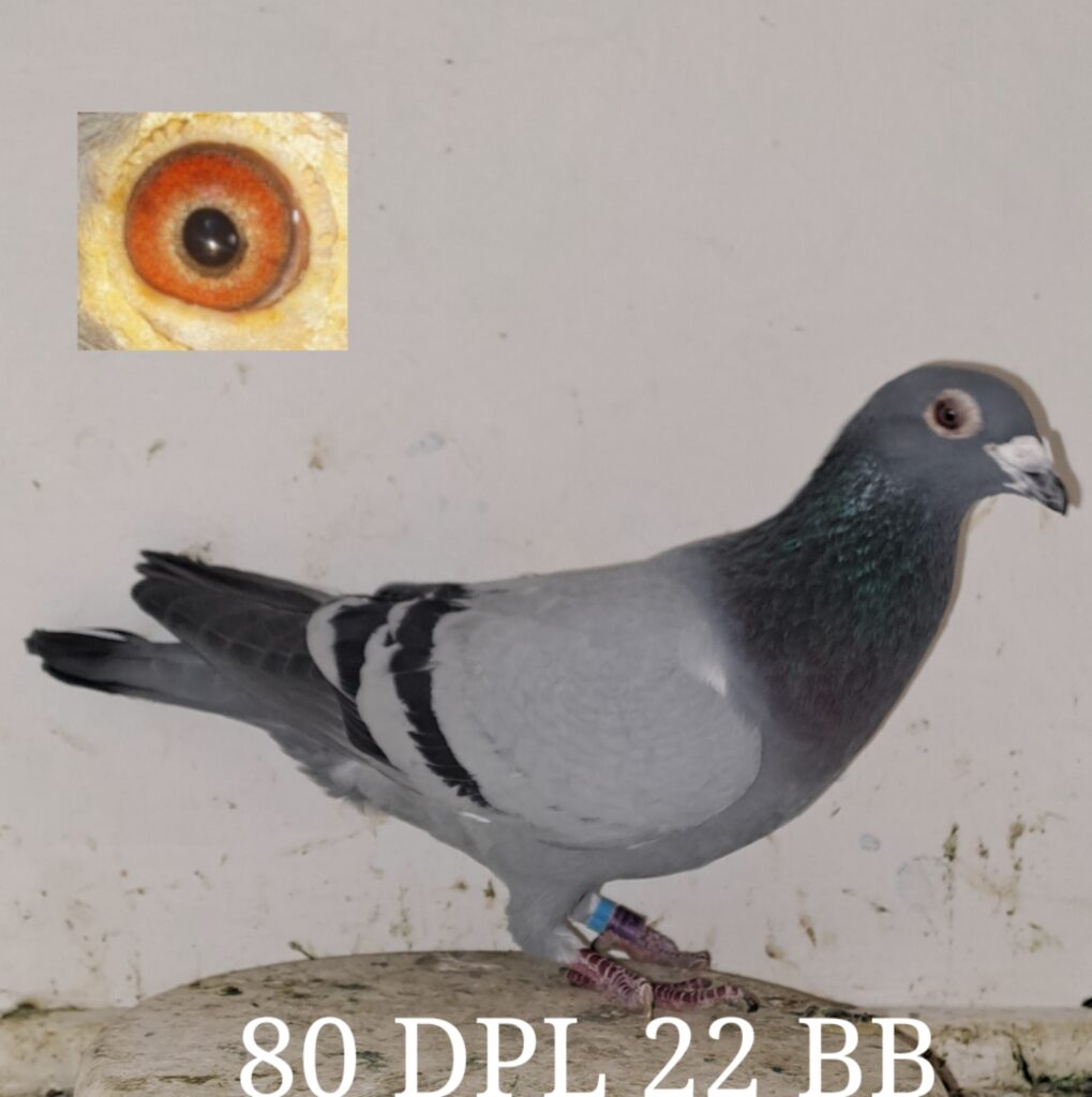 LOT 47: ZA 22 DPL 80 (H) - Geerinckx & Iraq Hen - THE SIRE - BRED FROM THE VERY BEST GEERINKX ...