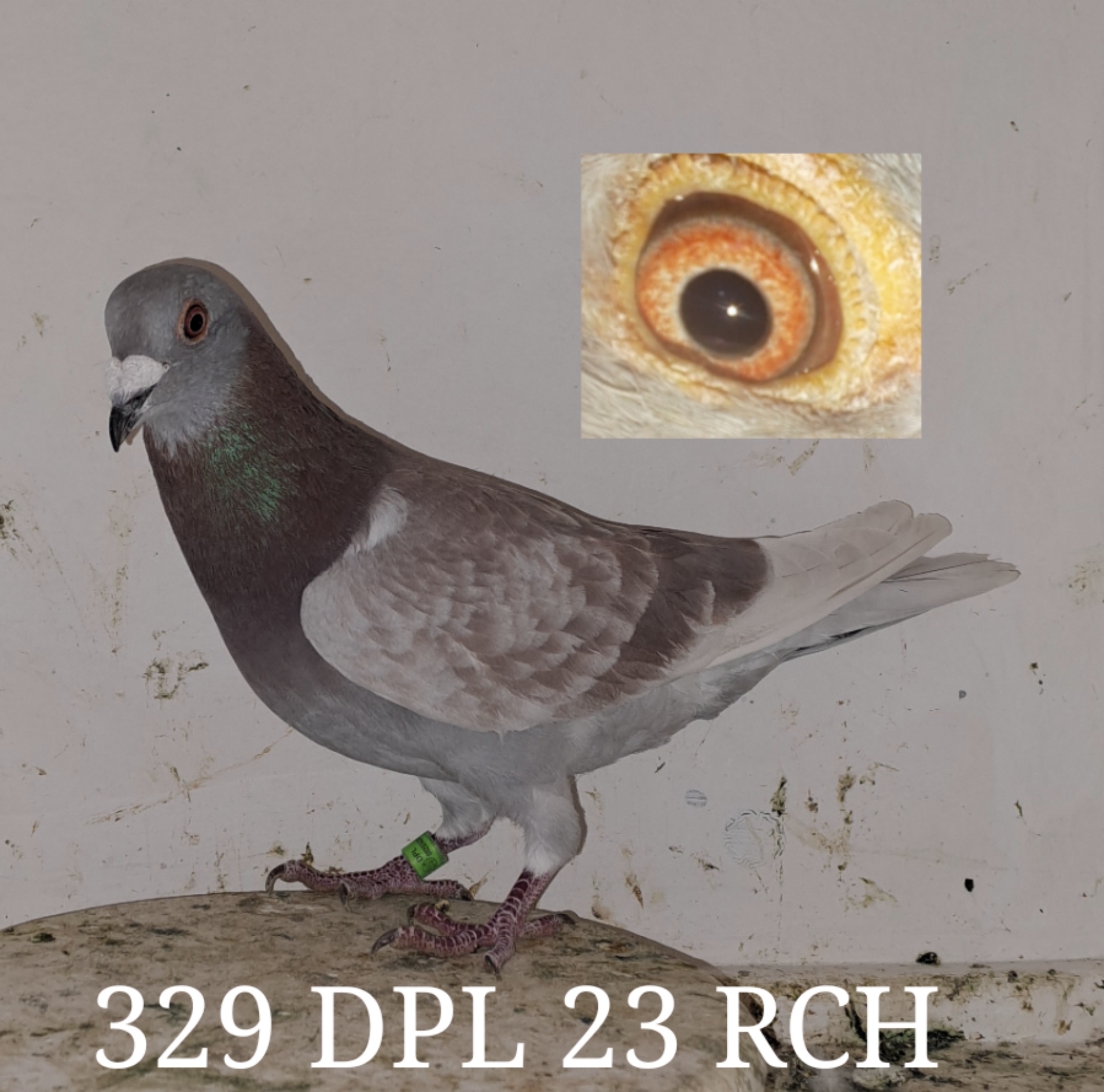 LOT 46: ZA 23 DPL 329 (H) - THE SIRE - BRED FROM THE VERY BEST TOM LOCK GENETICS - THE DAM ...