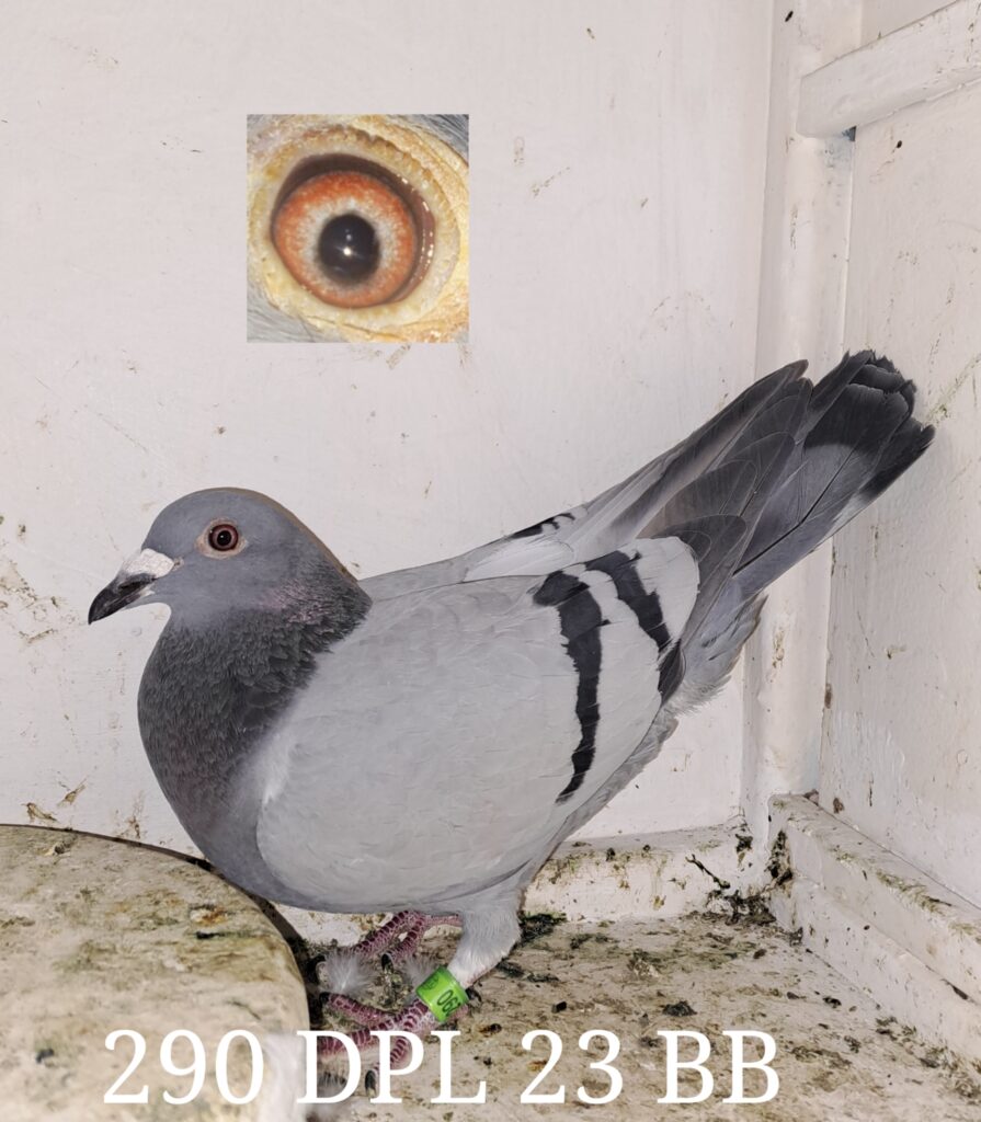 LOT 45: ZA 23 DPL 290 (H) - STUDY THE PEDIGREE - THE SIRE - INBRED 2300 02 ZA TRPF - Inbred to ...