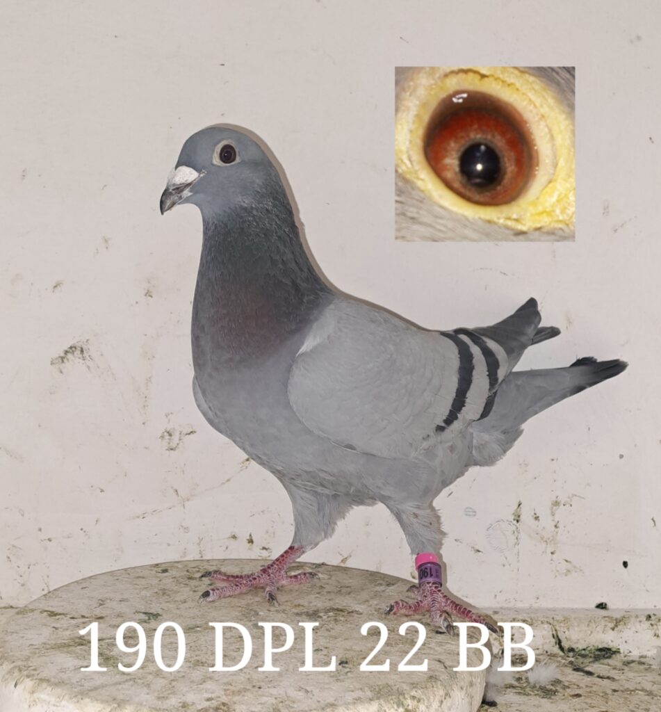 LOT 16: ZA 22 DPL 190 (H) - THE SIRE - Super inbred Merckx and 019 Janssen Brother's, Charles ...