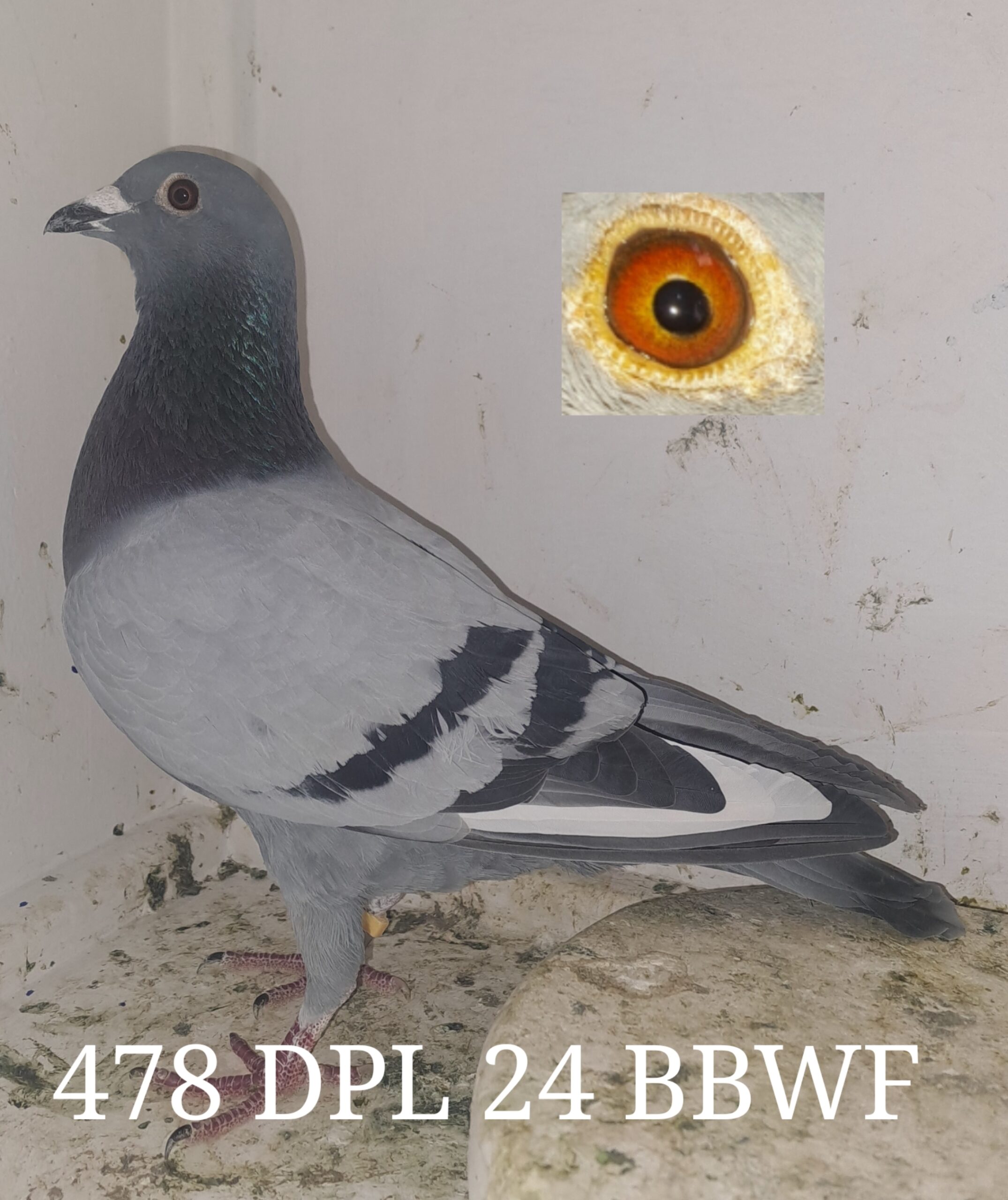 LOT 8: ZA 24 DPL 478 (H) - THE SIRE - Alias "Maruis" Strain: M3 Inbred - THE DAM - RACED AT ...