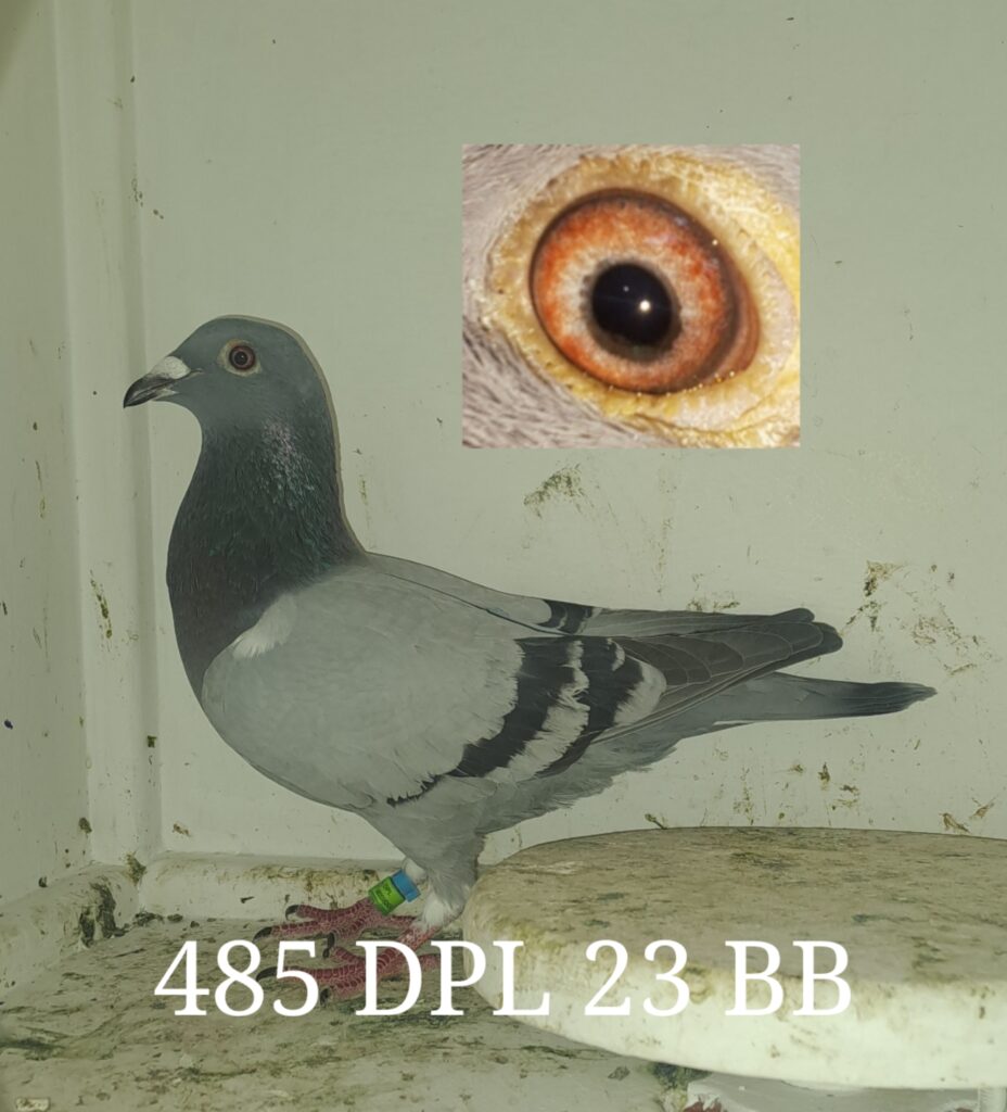 LOT 7: ZA 23 DPL 485 (H) - THE SIRE - SUPER RACER FOR DPL LOFTS - Brockamp & Catrysse - THE DAM ...