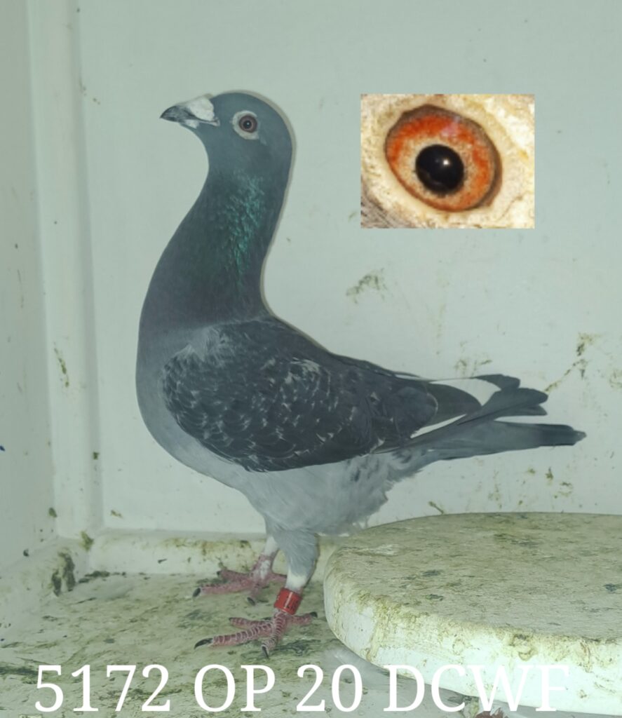 LOT 5: ZA 20 OP 5172 (H) - SUPER RACER FOR DPL LOFTS - THE SIRE - Aelbrecht/Sierens/Oscar & De ...